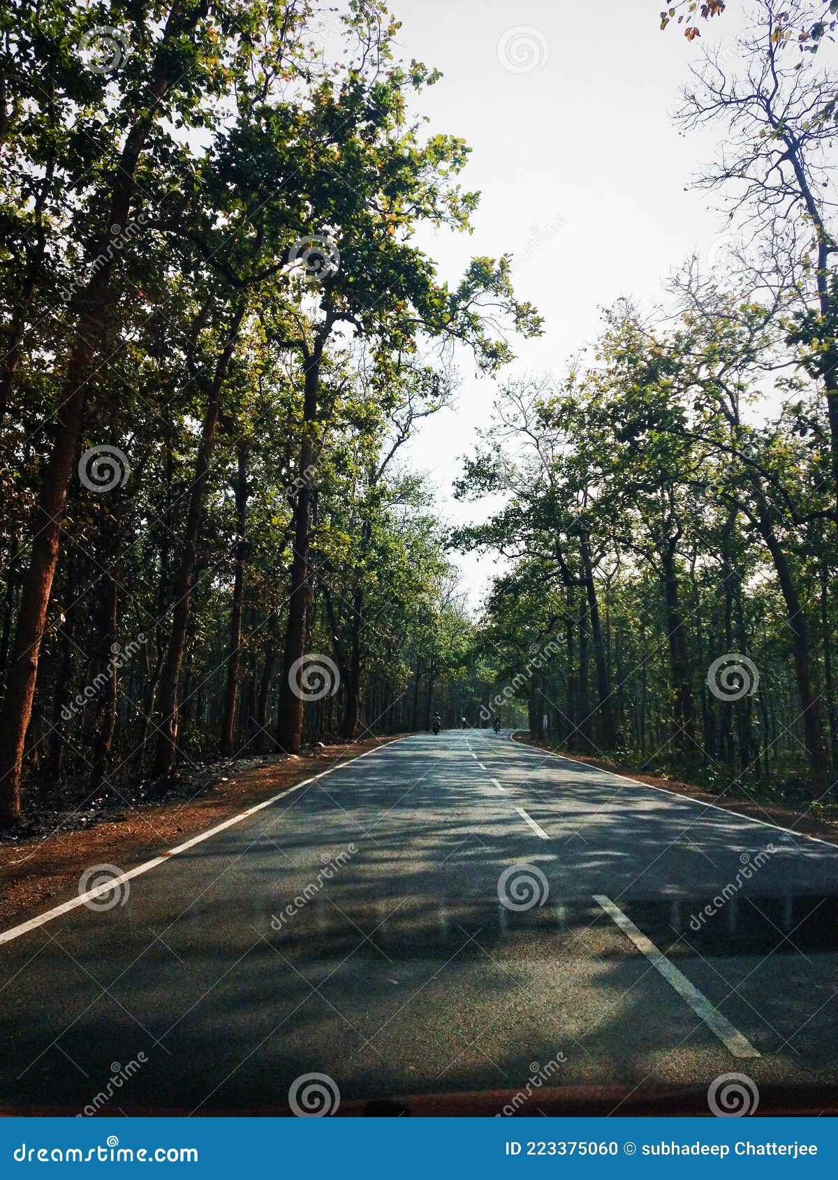 Roads and Trees on Both Side. Life in the Woods Stock Photo - Image of ...