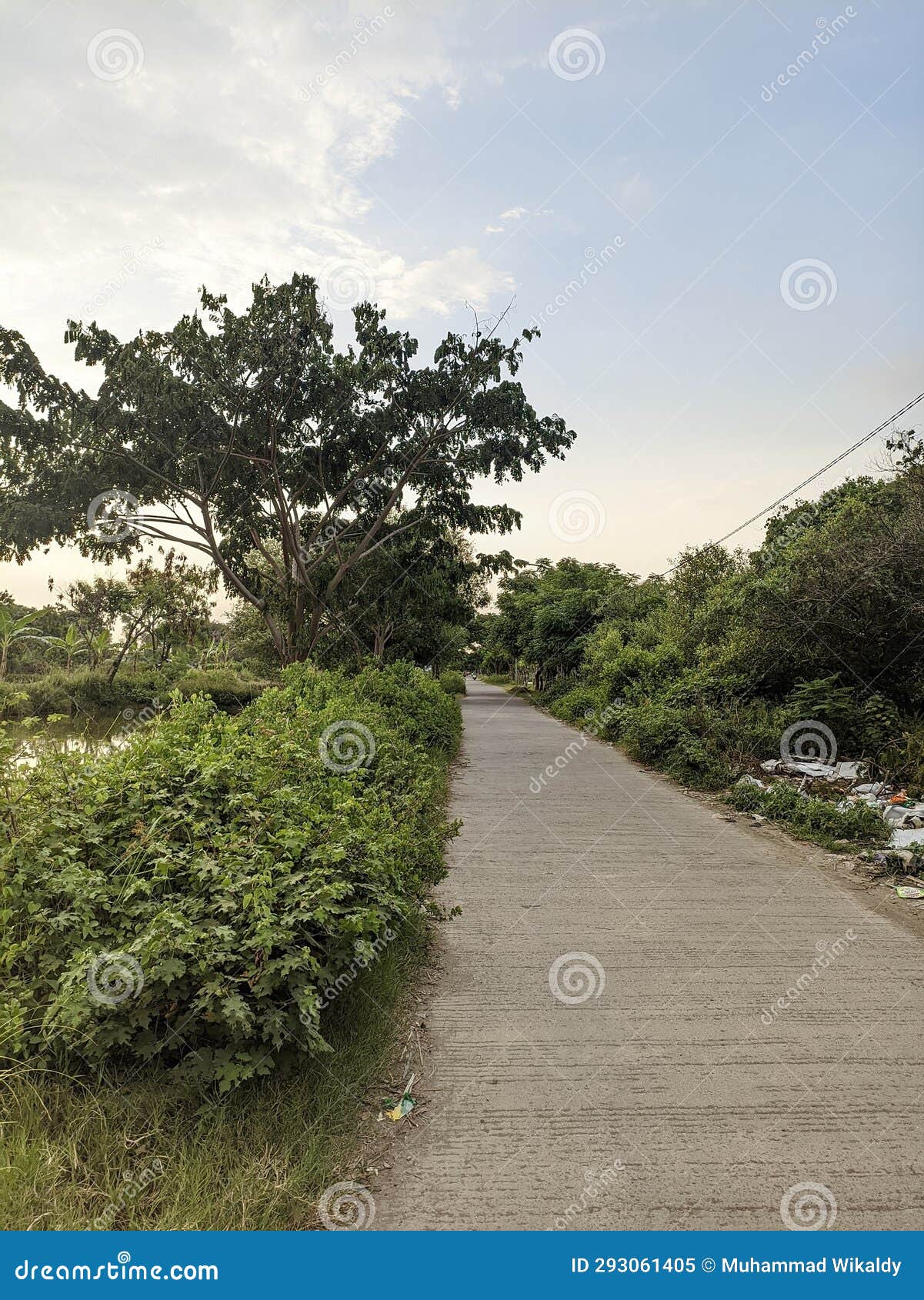 Roads and Trees that Combine into Beautiful Nature Stock Image - Image ...
