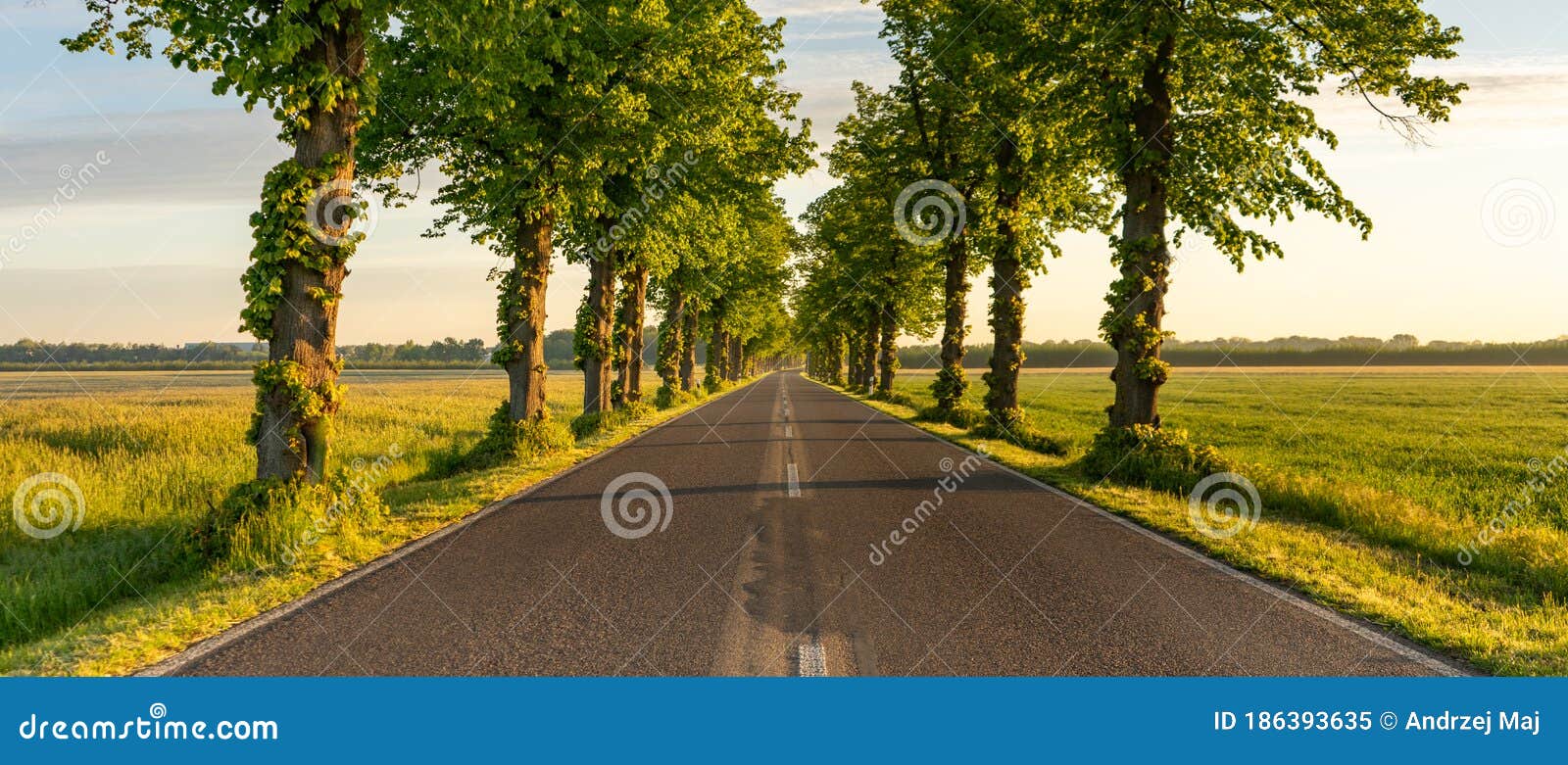 Roads between Trees and the Rising Sun Stock Image - Image of closed ...