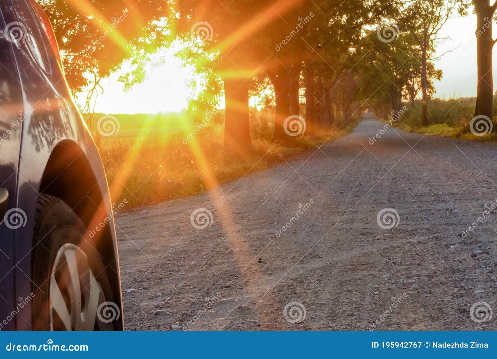 Roadside Alley and Sunset, Country Road in the Rays of the Setting Sun ...