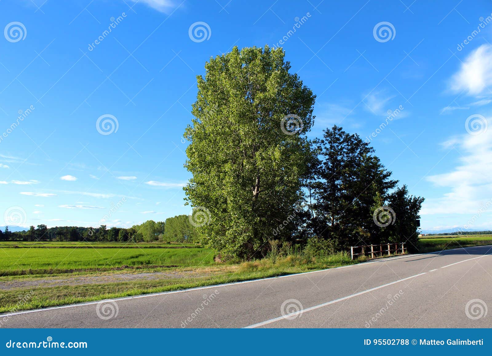 Roadside birch trees stock photo. Image of paddy, roadside - 95502788