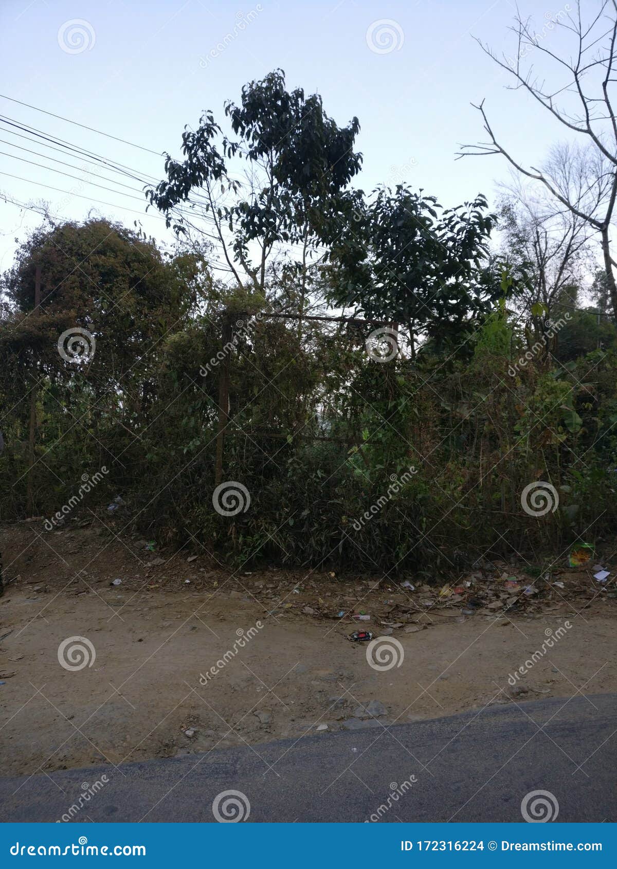 Roadside bush and wires stock photo. Image of scenary - 172316224
