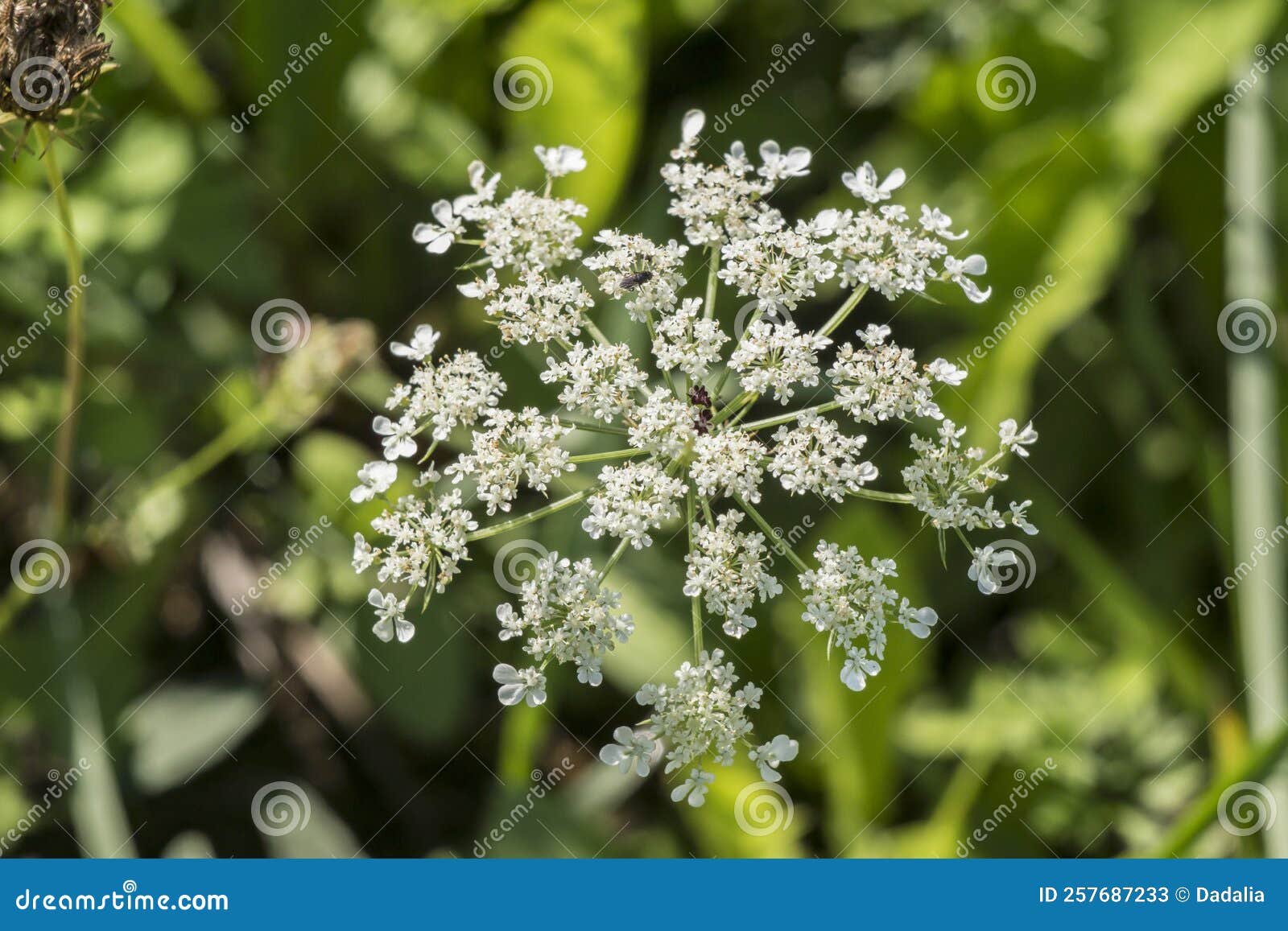 Roadside Cress Lepidium Draba L Stock Image - Image of herbal, weed ...