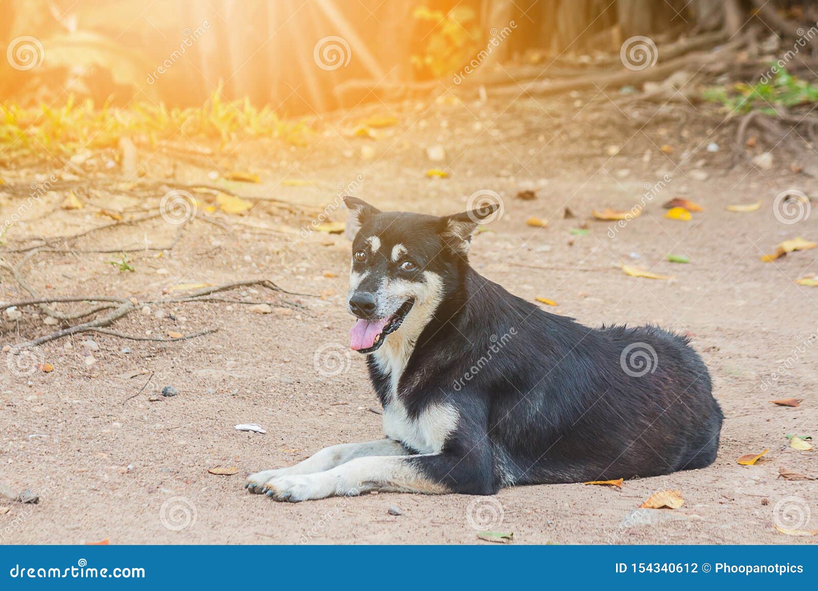 The roadside dog stock photo. Image of mammal, miserable - 154340612