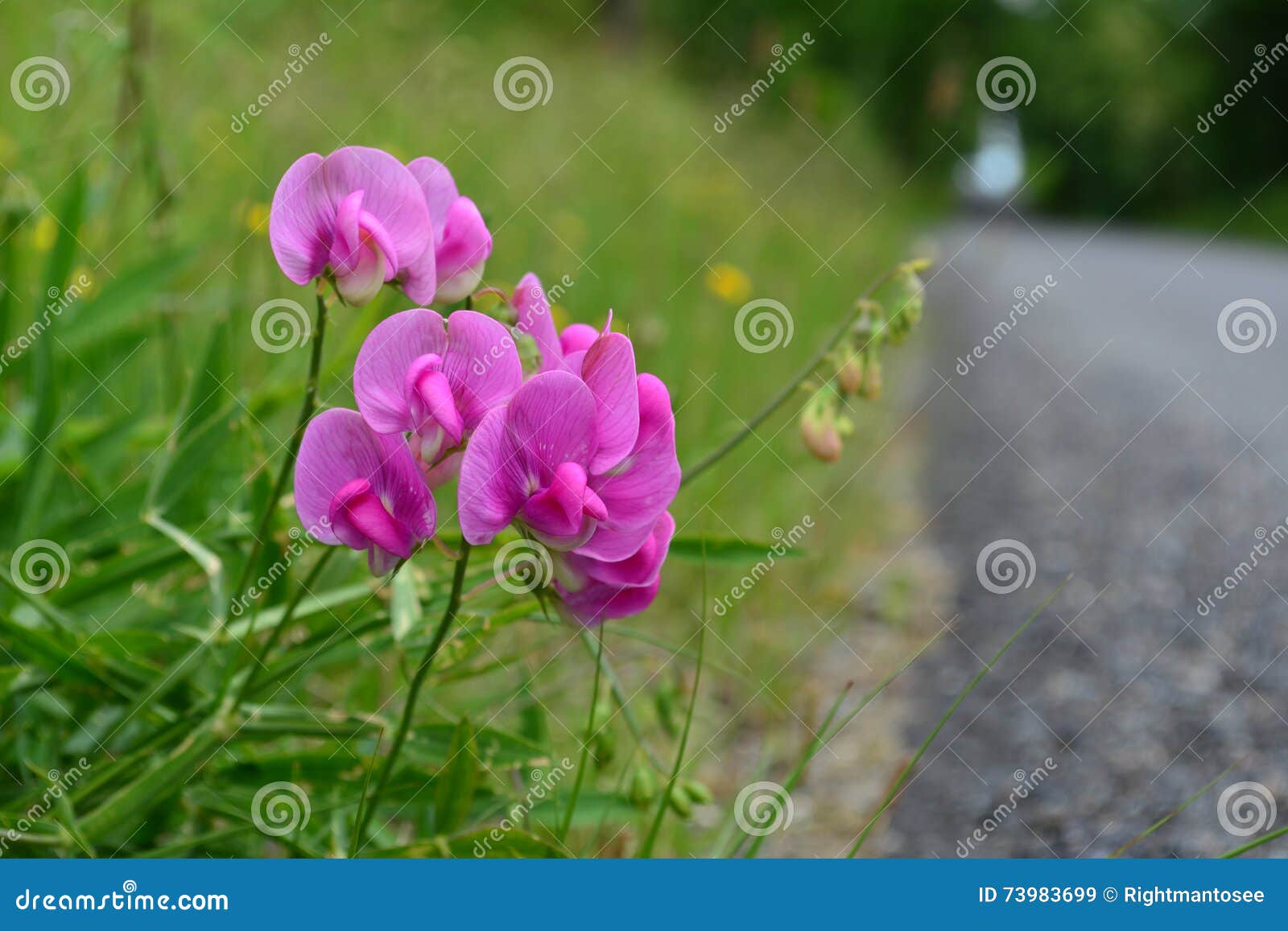 Roadside flower stock image. Image of indigo, plant, nature - 73983699