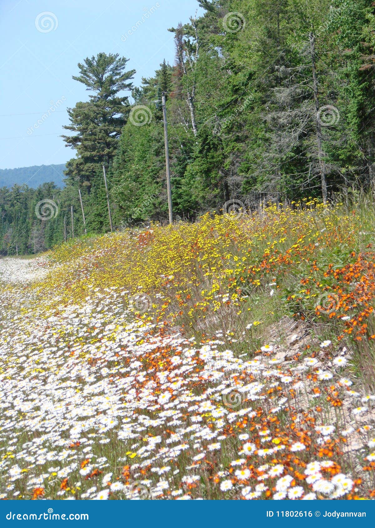 Roadside flowers stock photo. Image of pure, blue, flowers - 11802616