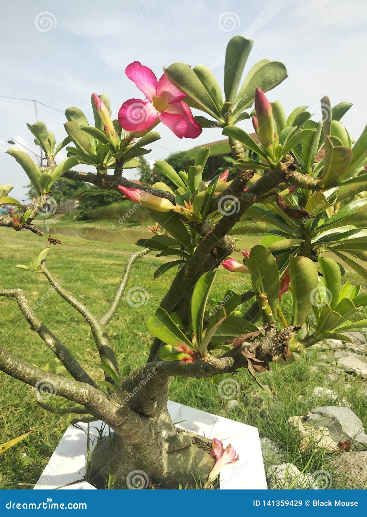 Roadside flowers stock image. Image of roadside, flowers - 141359429