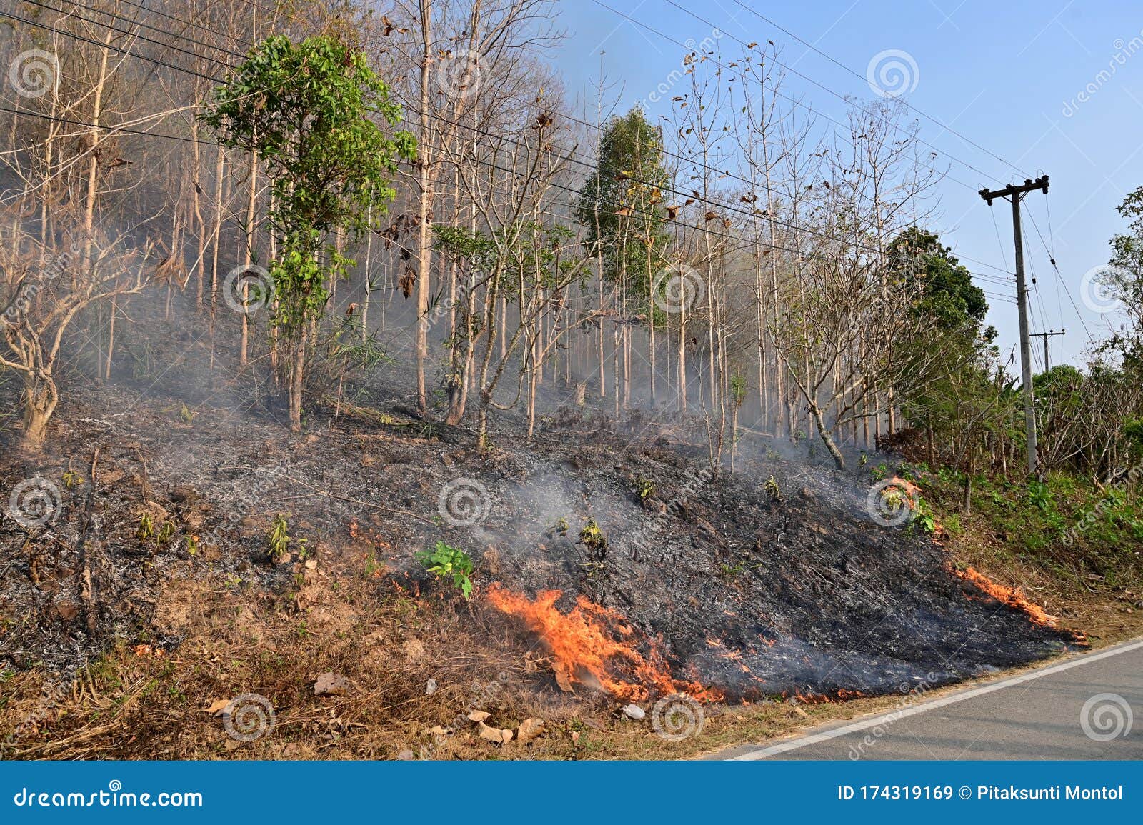 Roadside Forest fires stock image. Image of smoke, rural - 174319169