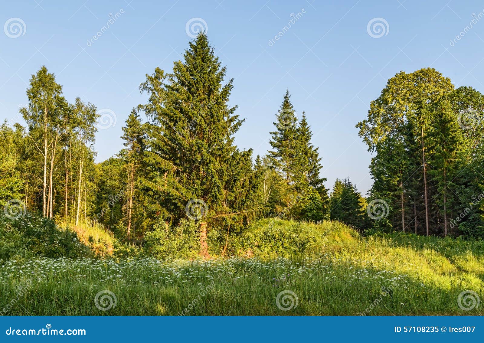 Roadside forest road stock image. Image of area, space - 57108235