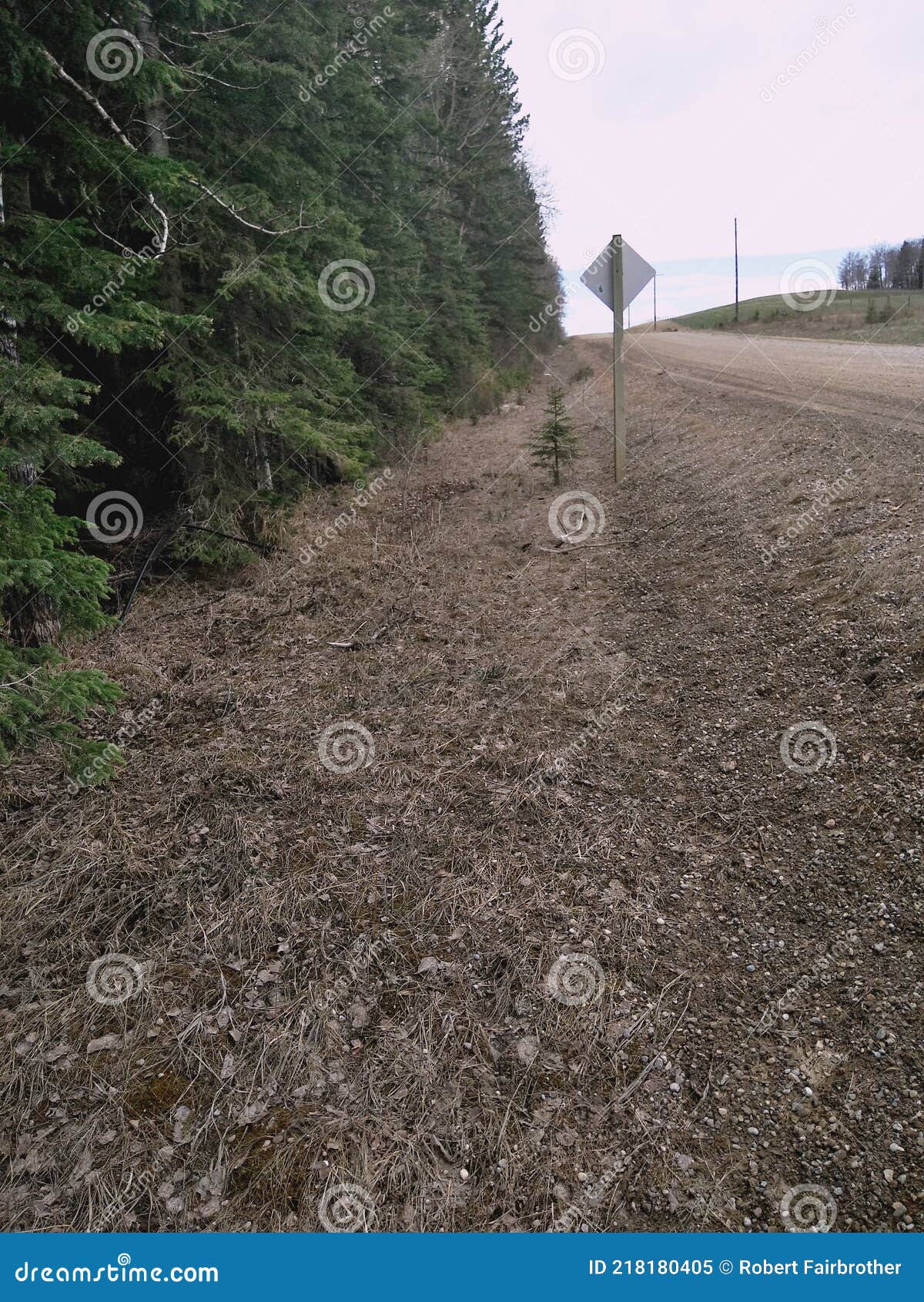 A Roadside Forest of Spruce Tree Stock Image - Image of asphalt, forest ...