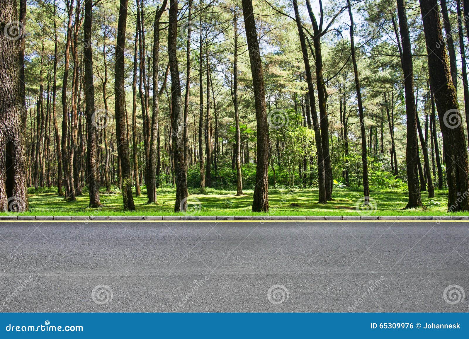 Roadside and forest stock photo. Image of view, traveling - 65309976