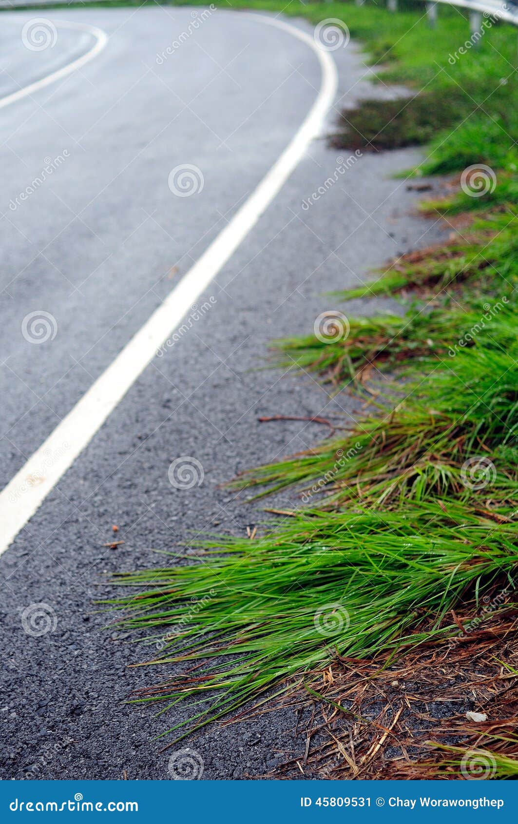 Roadside grasses stock image. Image of flora, green, roadside - 45809531