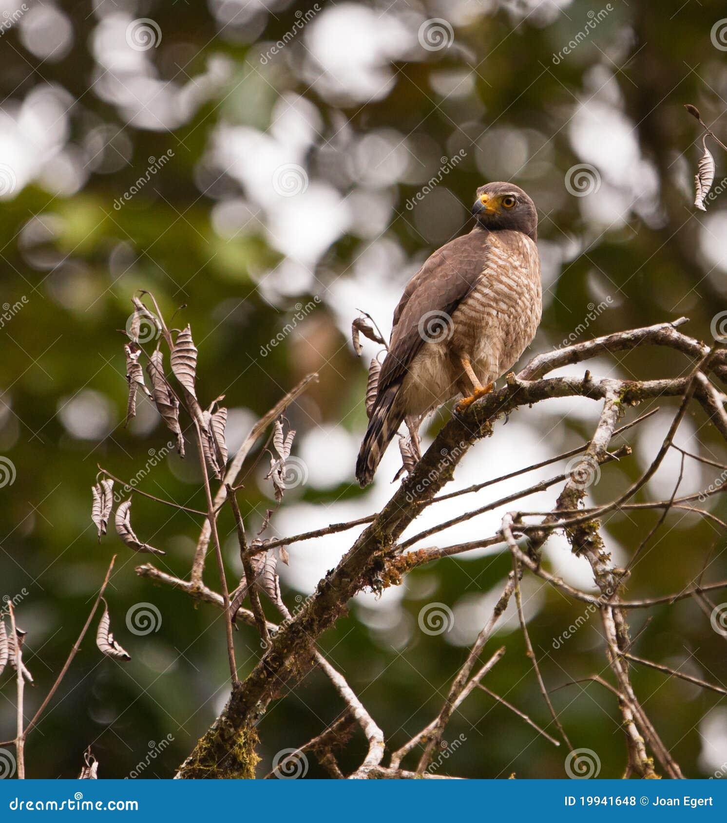 The Roadside Hawk stock photo. Image of humid, life, animal - 19941648