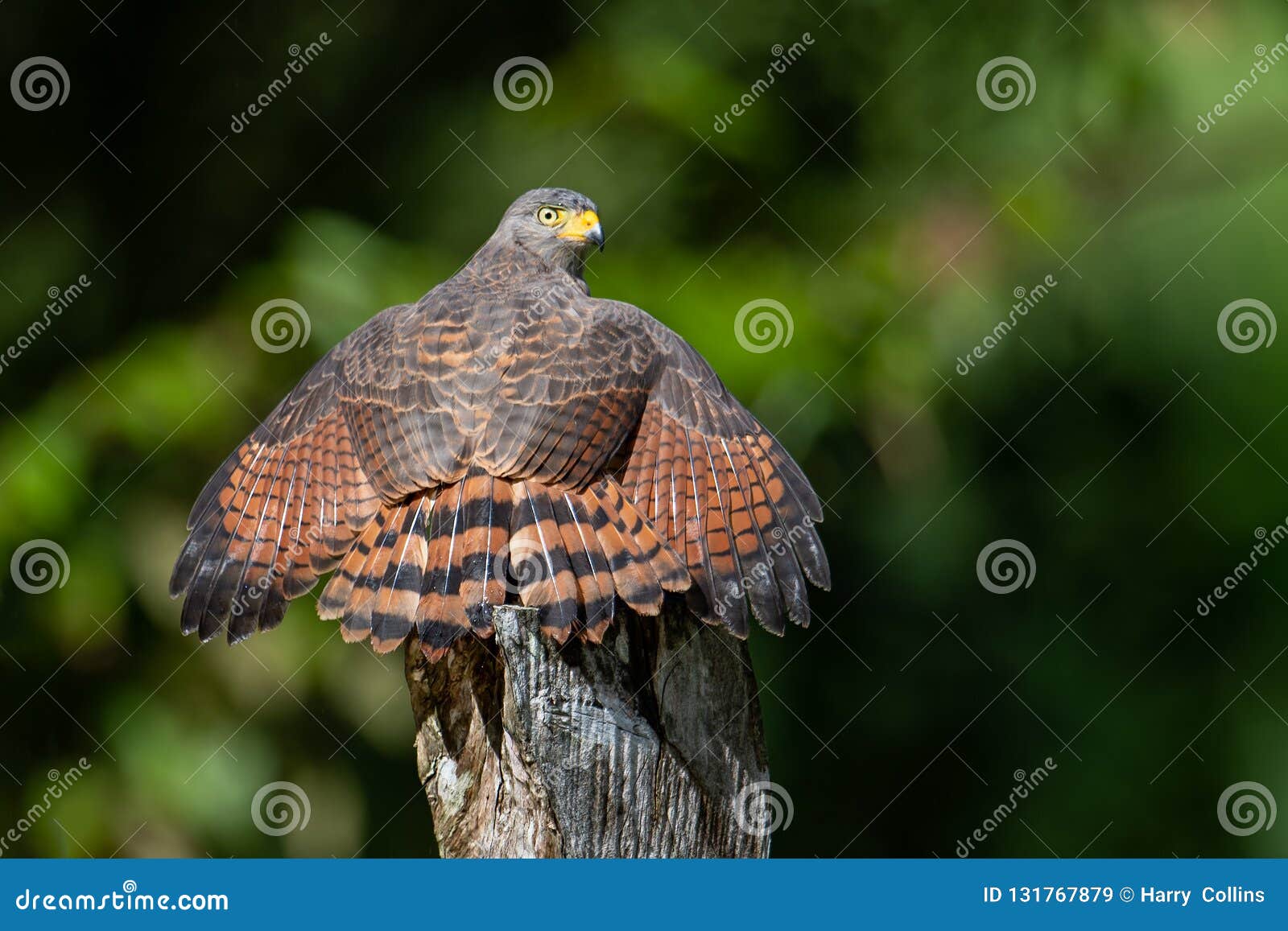 Roadside Hawk in Costa Rica Stock Image - Image of eating, egret: 131767879