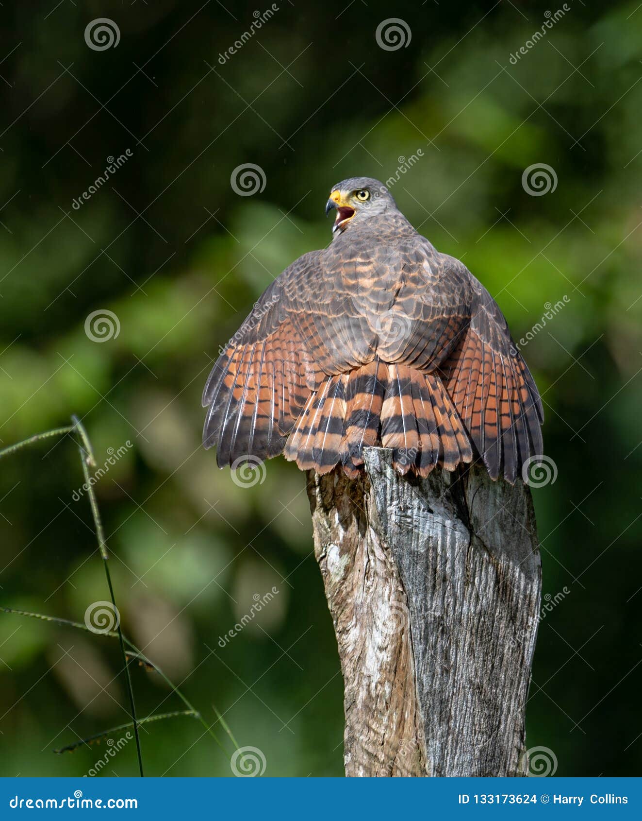 Roadside Hawk in Costa Rica Stock Photo - Image of large, eating: 133173624