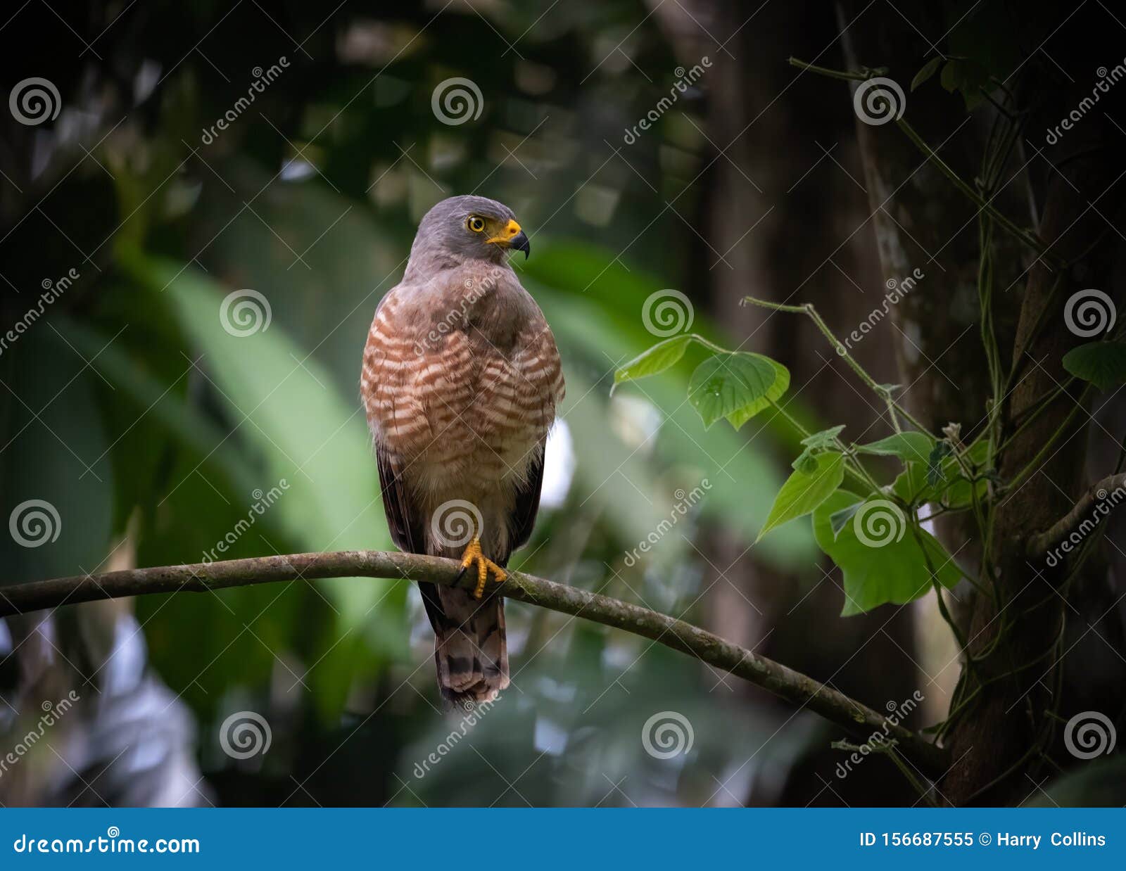 Roadside Hawk in Costa Rica Stock Image - Image of funny, cape: 156687555