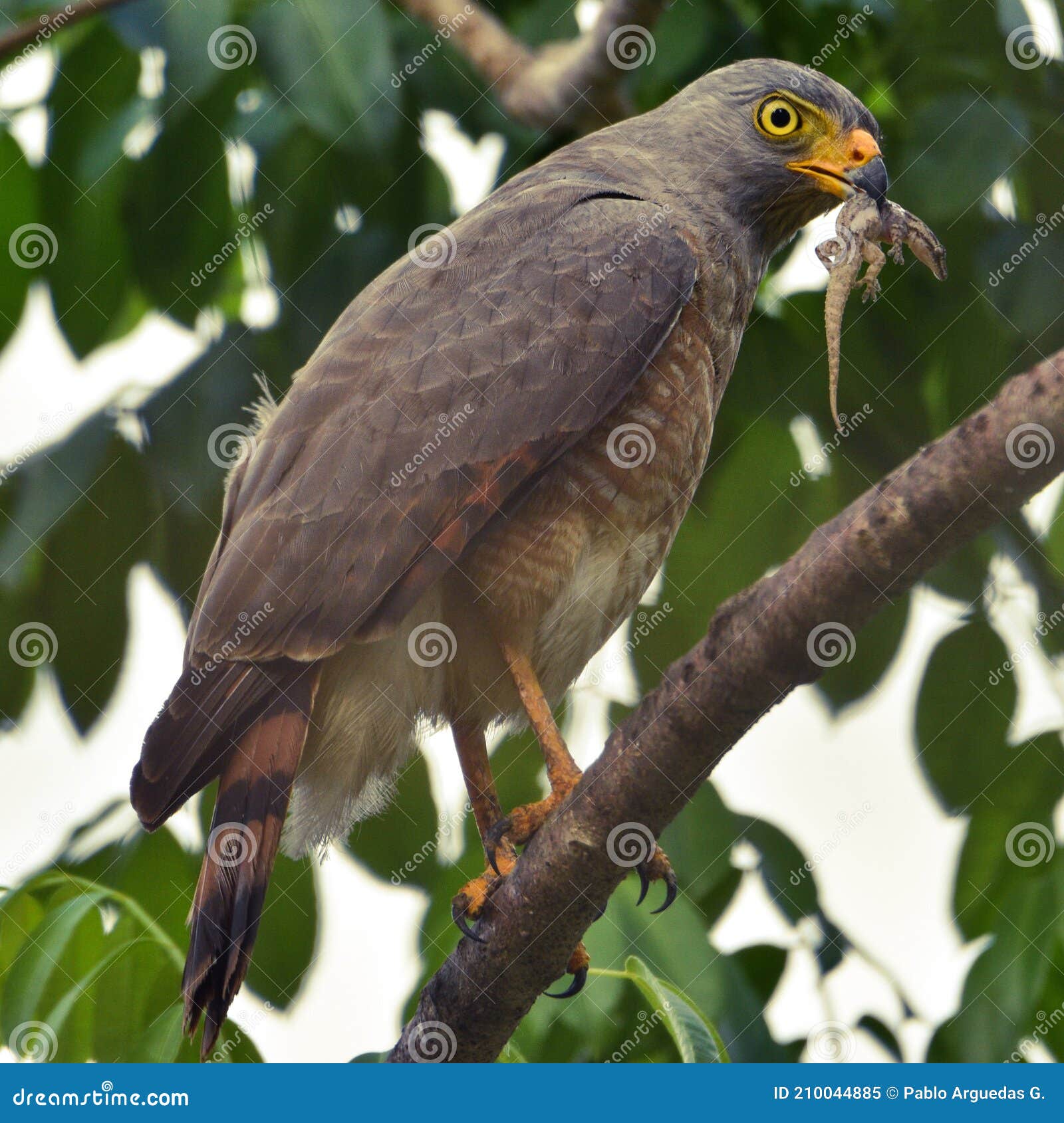 Bird with its prey stock image. Image of roadside, eagle - 210044885