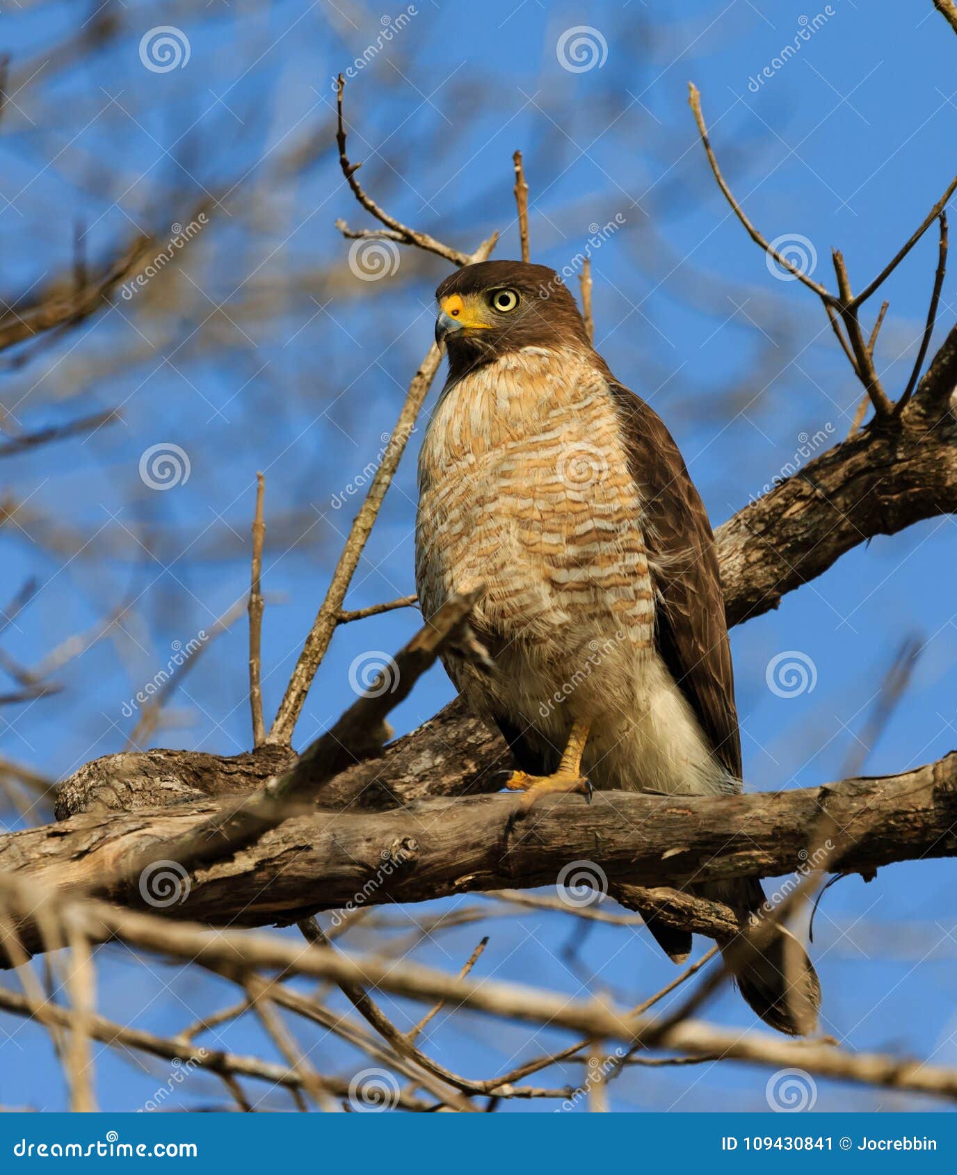 Roadside Hawk on Perch on Spring Morning in Pantanal Stock Image ...