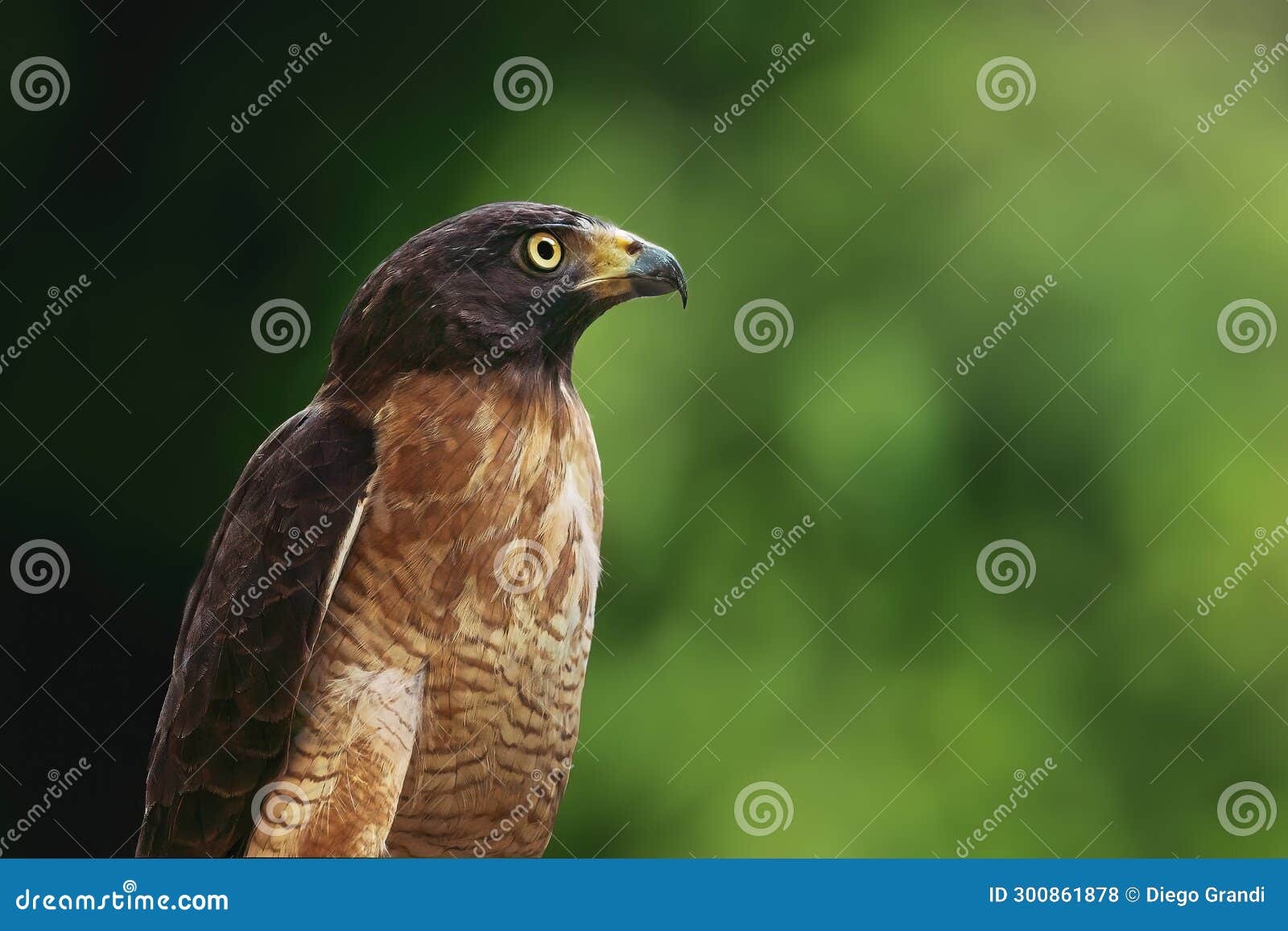 Roadside Hawk - Bird of Prey Stock Photo - Image of ecological ...