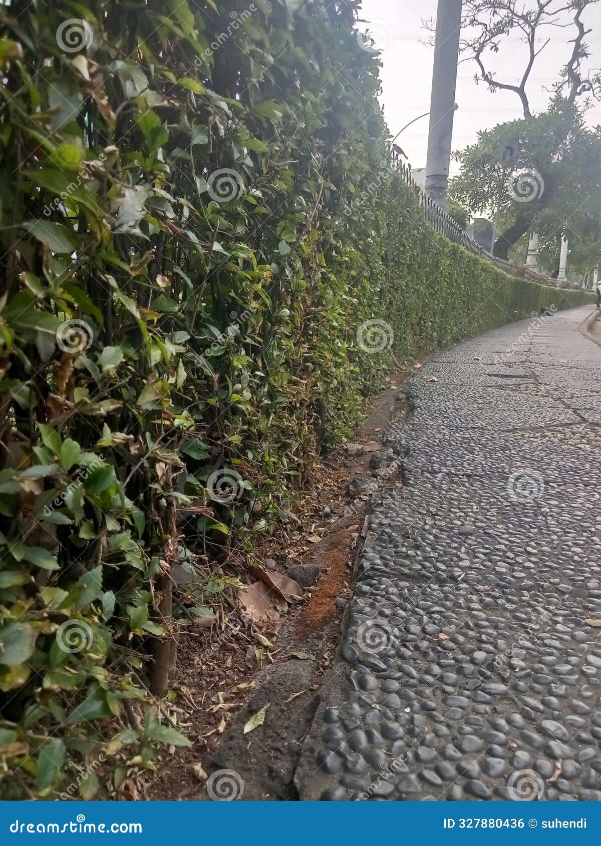 Roadside hedges stock photo. Image of garden, roadside - 327880436