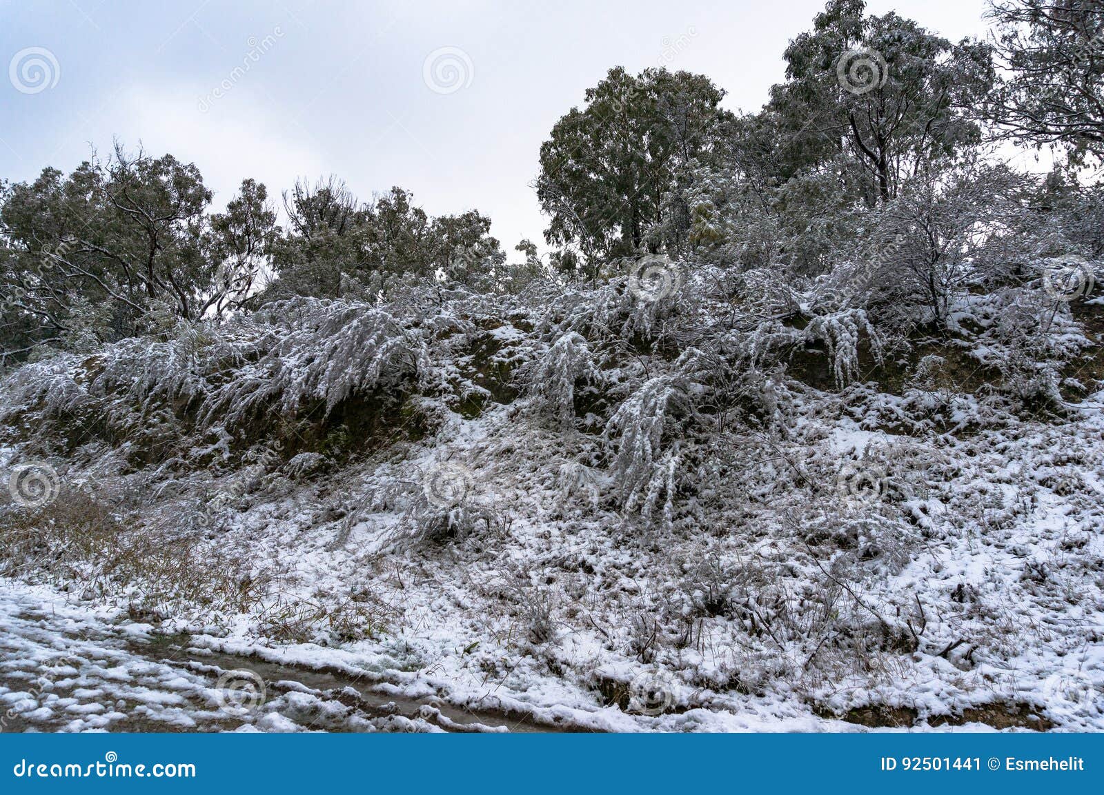 Snow On Australian Native Plants In Cradle Mountain National Par ...