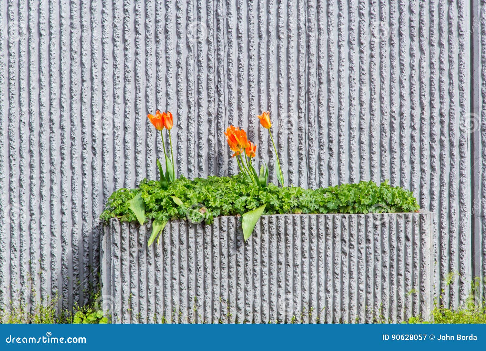 Roadside Planter Blooming Tulips Stock Photos - Free & Royalty-Free ...