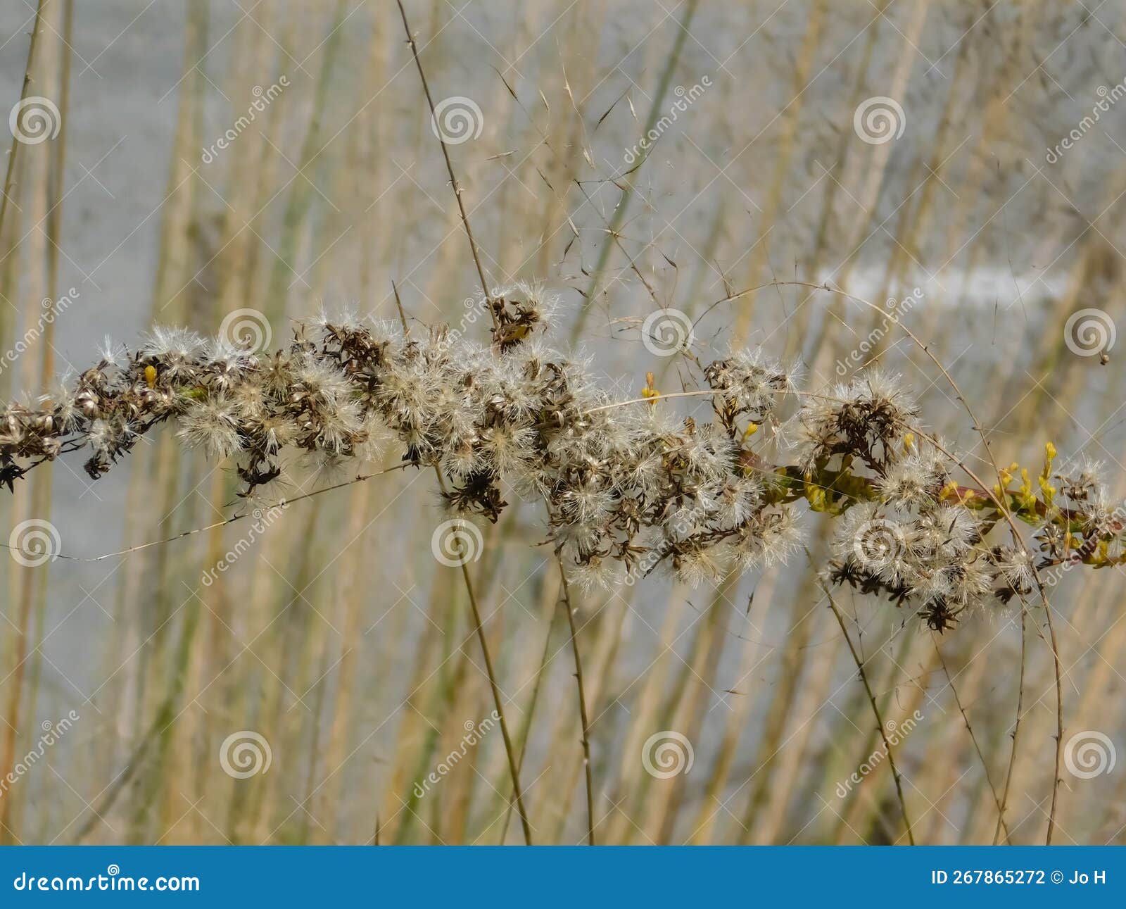 Roadside Planting during the Winter Stock Photo - Image of landscaping ...
