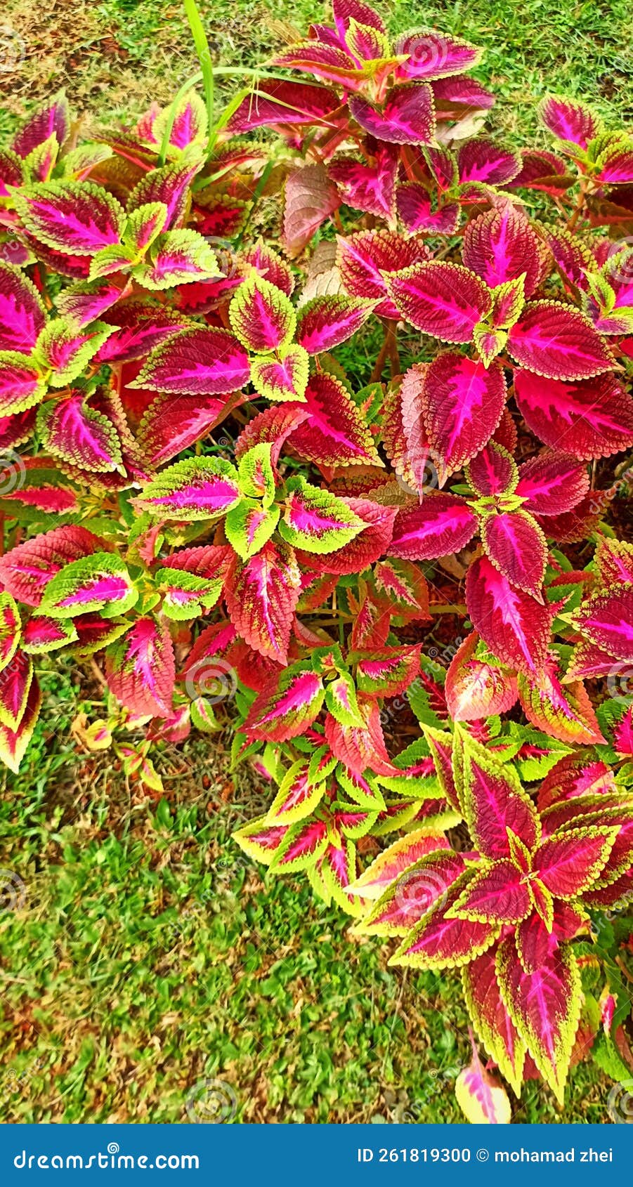 Roadside Plants really Help the Beauty in the Middle of the City Stock ...
