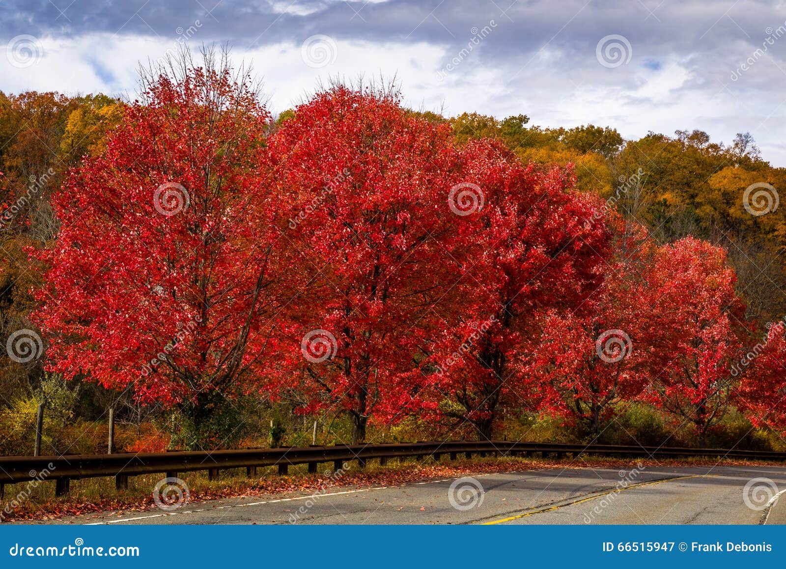 5,209 Black Maple Trees Stock Photos - Free & Royalty-Free Stock Photos ...