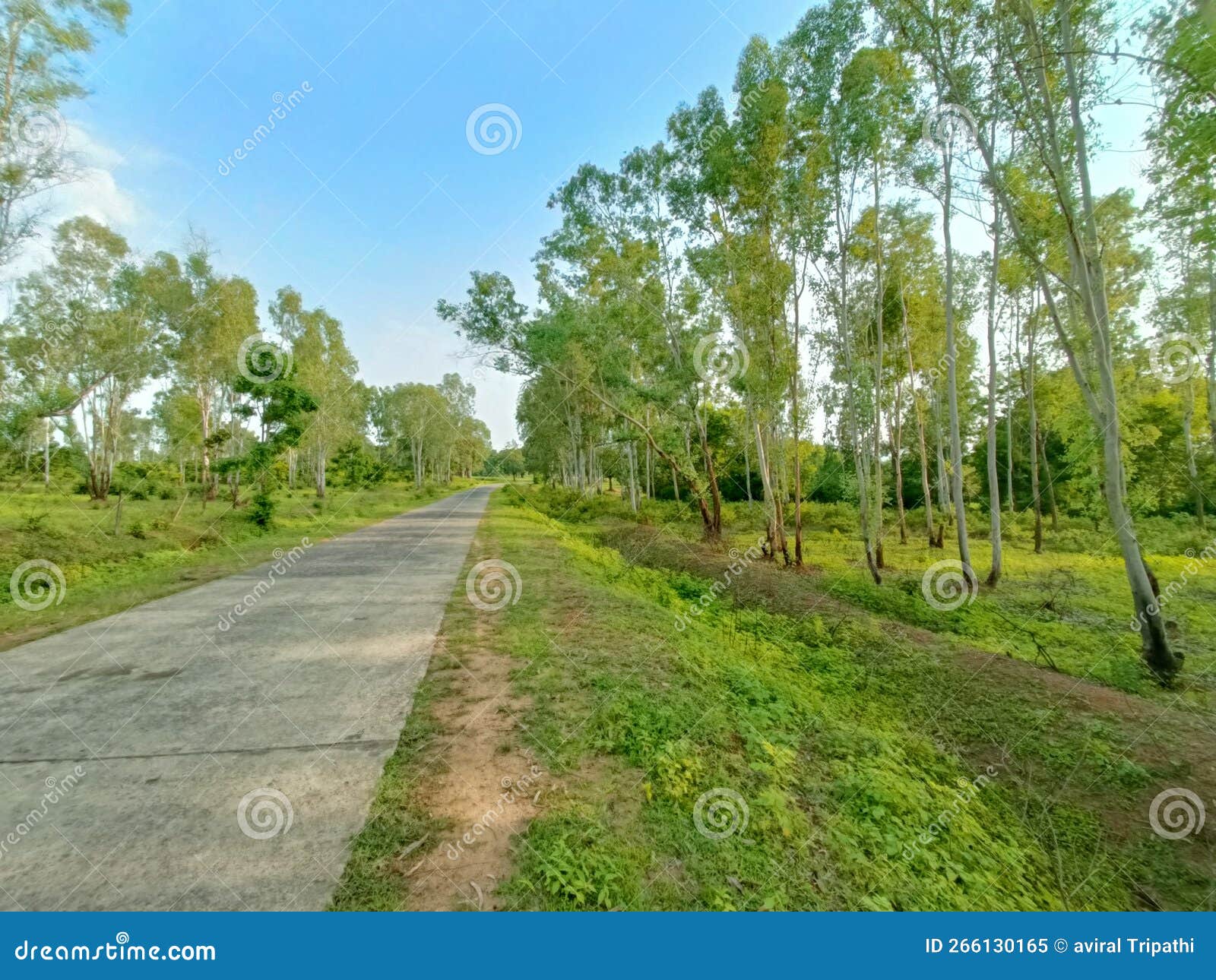 Roadside tree alone stock image. Image of grass, trail - 266130165