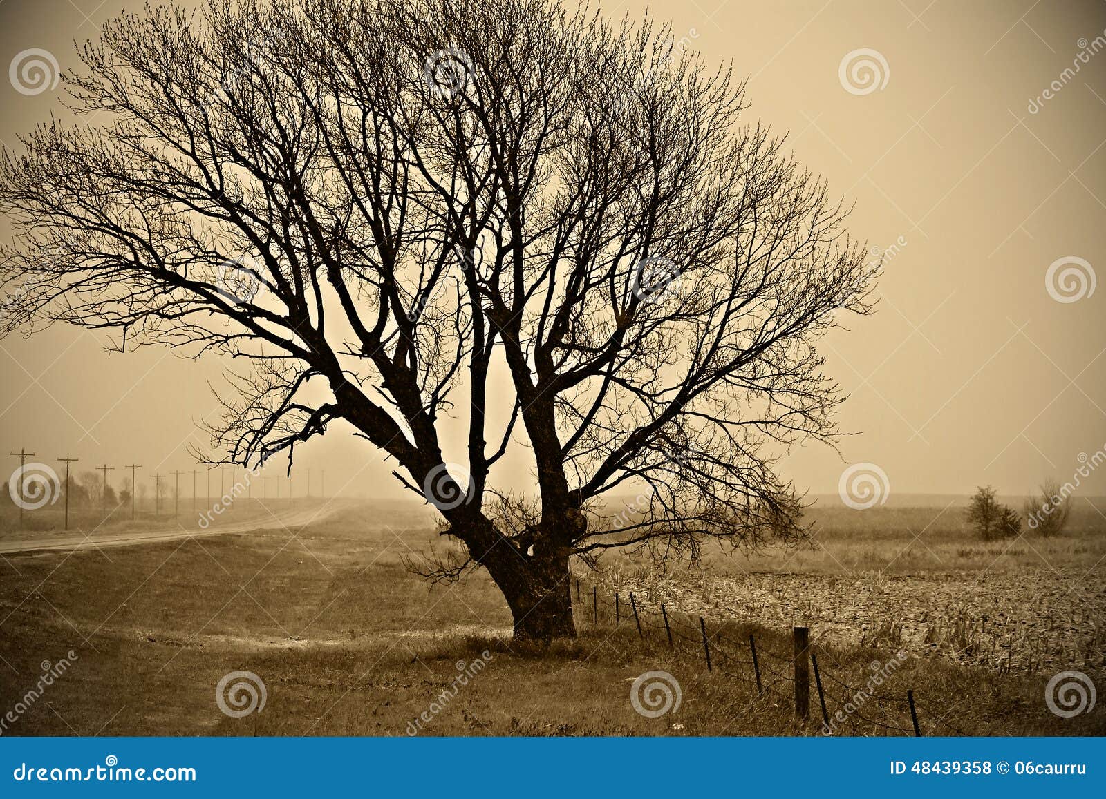 Roadside tree stock photo. Image of post, barbwire, road - 48439358