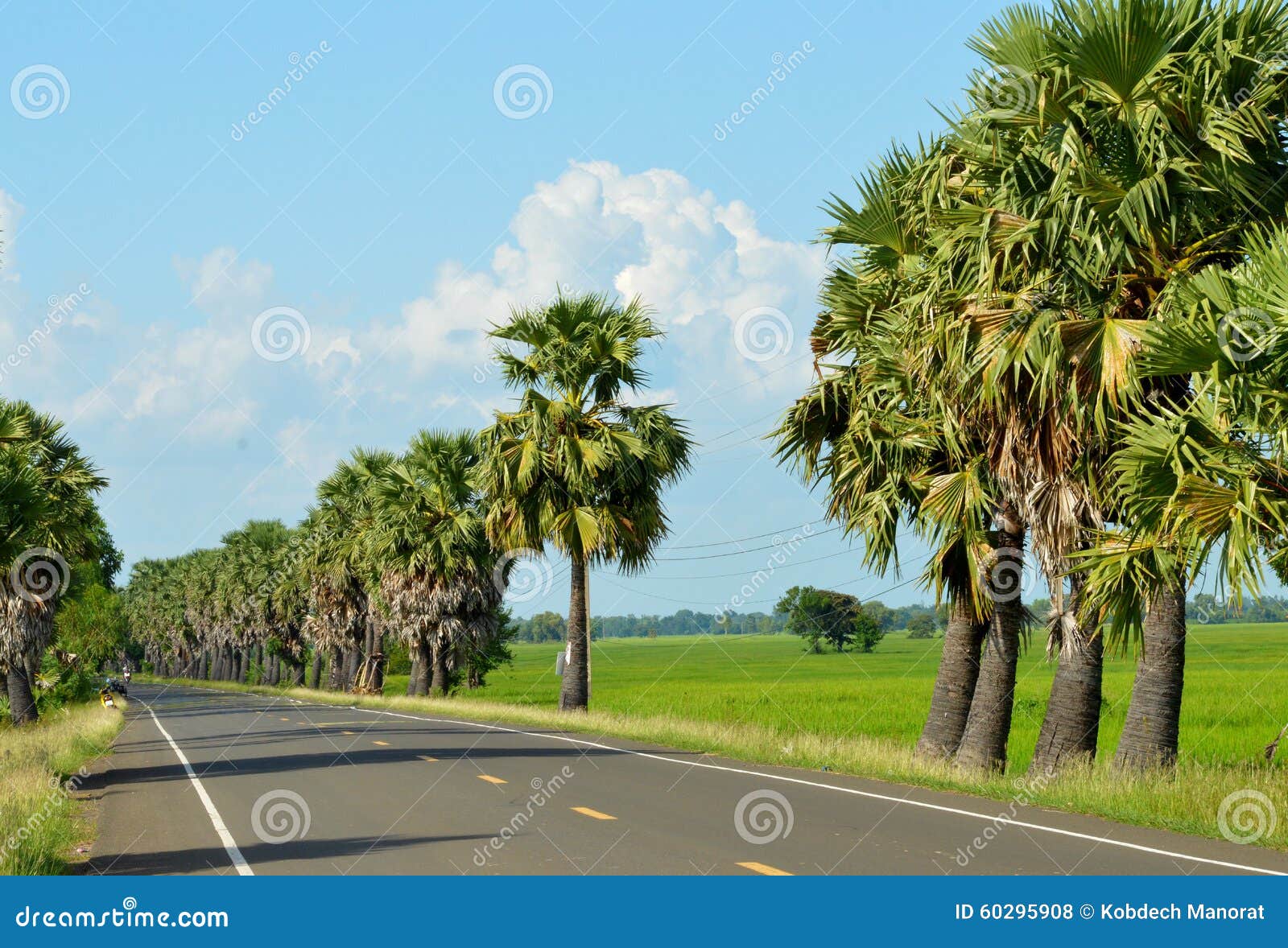 Roadside tree stock photo. Image of resource, beautiful - 60295908