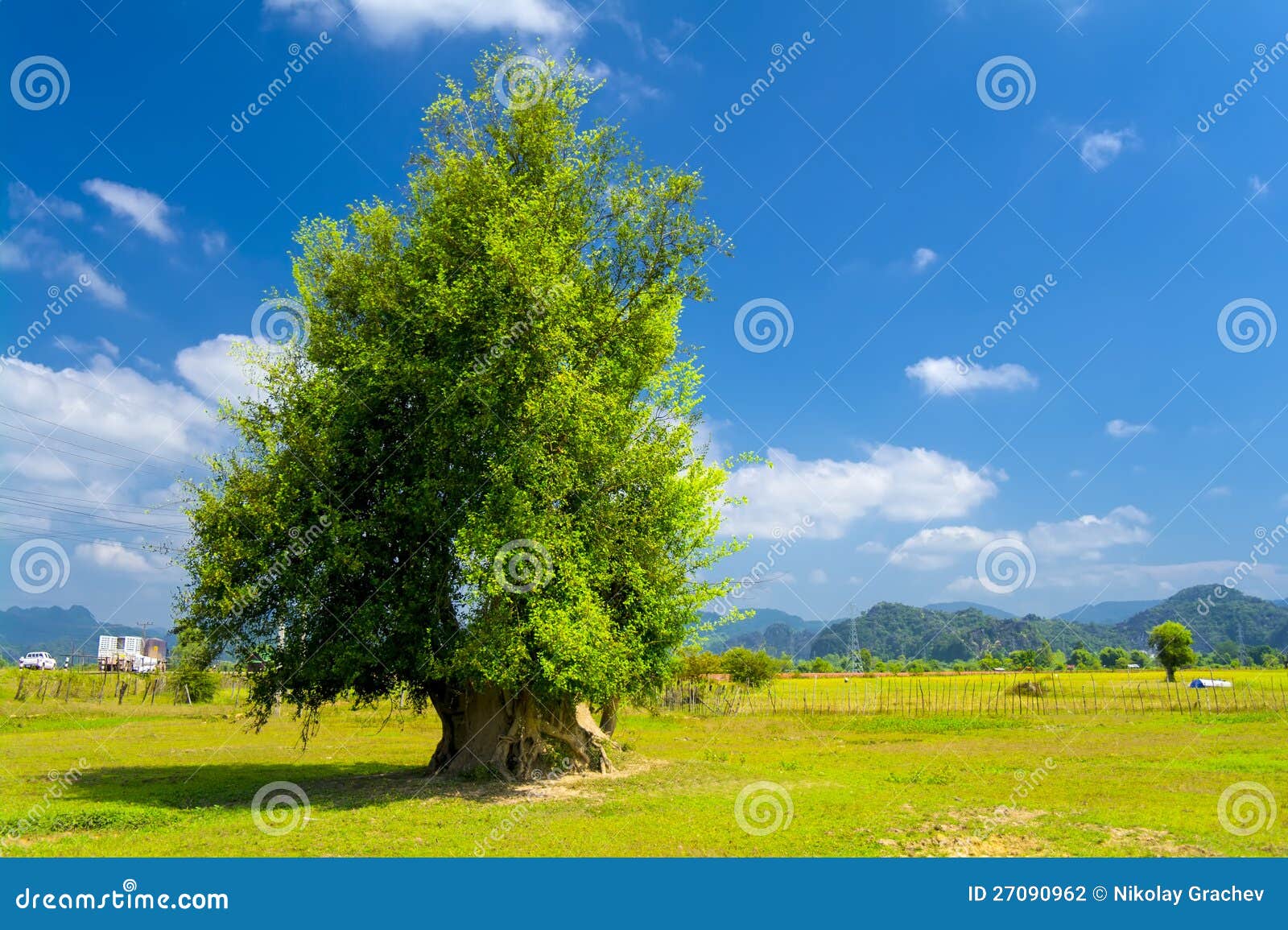 Roadside tree. Laos. stock photo. Image of beauty, country - 27090962