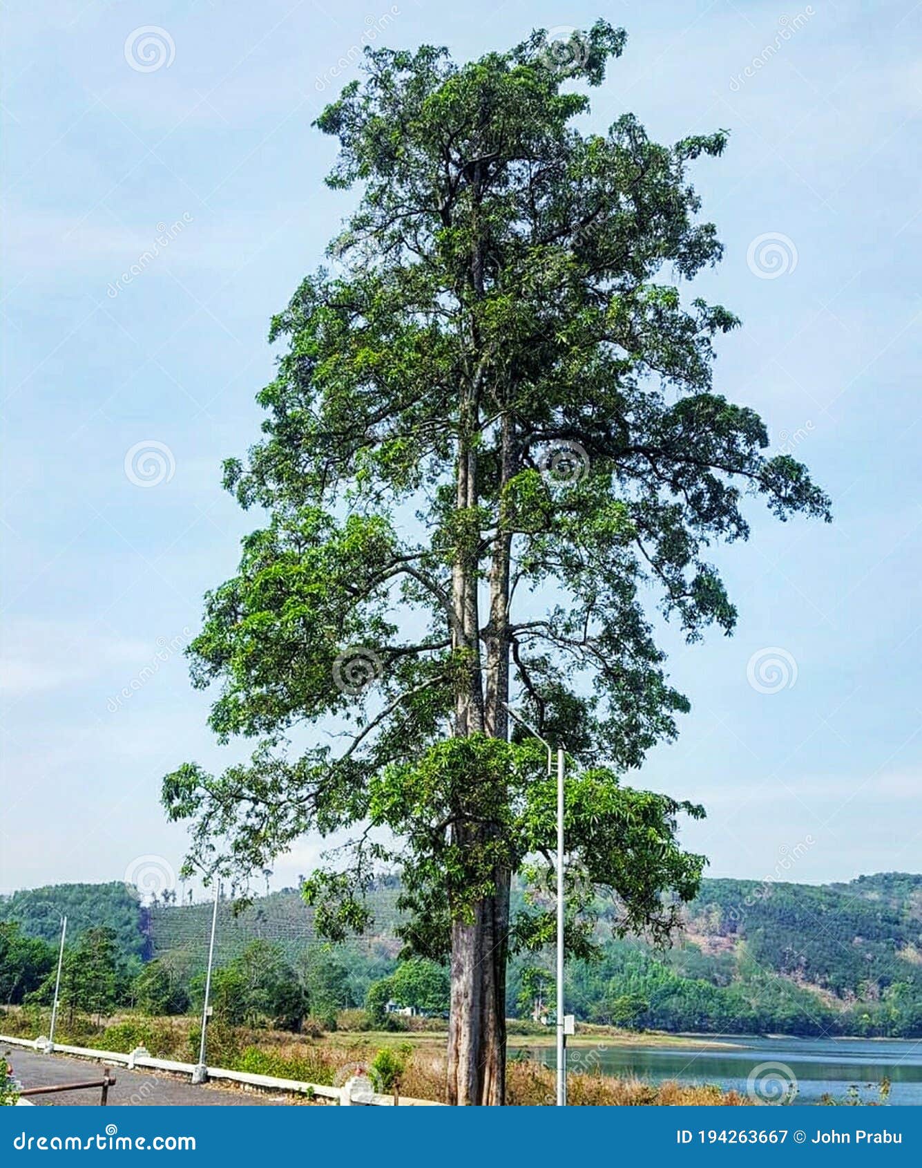 Roadside Tree with so Many Branches Stock Image - Image of evergreen ...