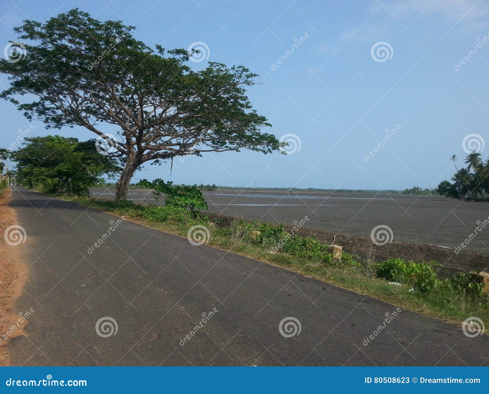 Roadside Tree stock image. Image of side, summer, tree - 80508623