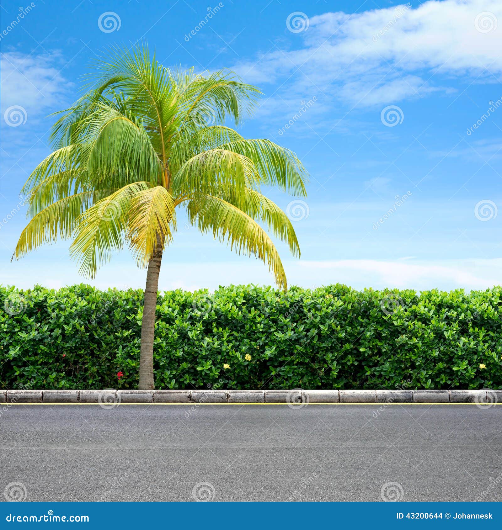 Roadside and tree stock photo. Image of spring, palm - 43200644