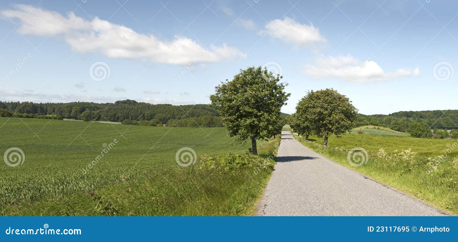 Roadside Trees stock image. Image of road, landscape - 23117695