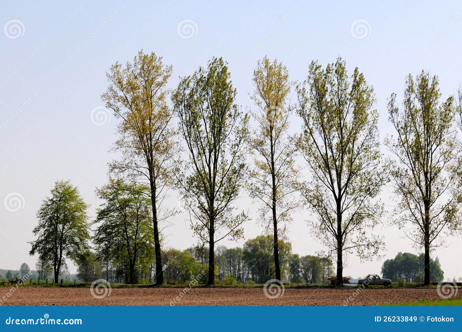 Roadside trees stock image. Image of mazovia, line, polish - 26233849