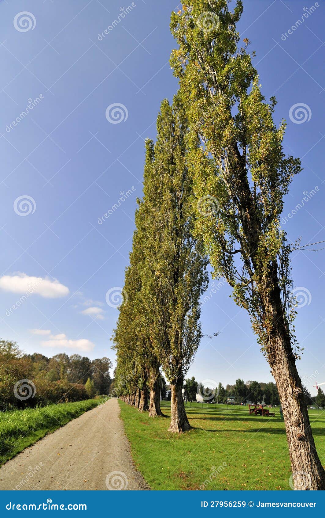 Roadside trees stock image. Image of park, outdoors, sunshine - 27956259
