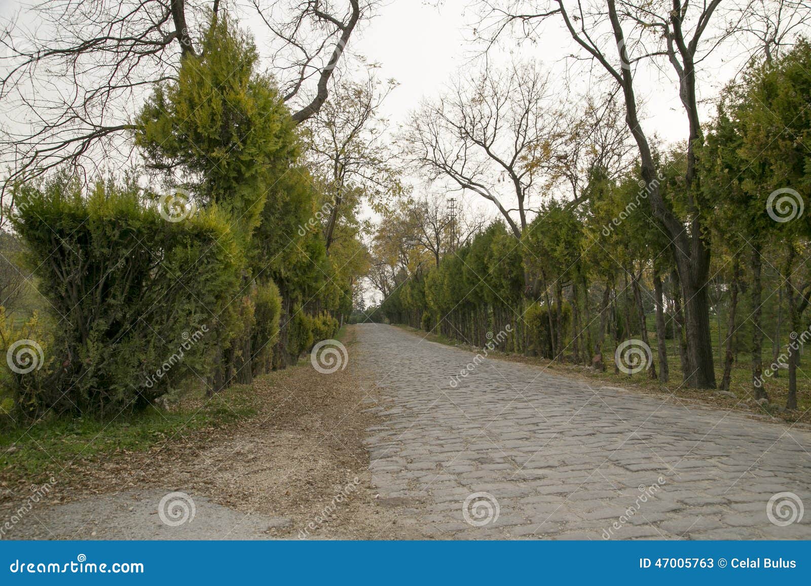 Roadside trees in stony stock image. Image of landscape - 47005763