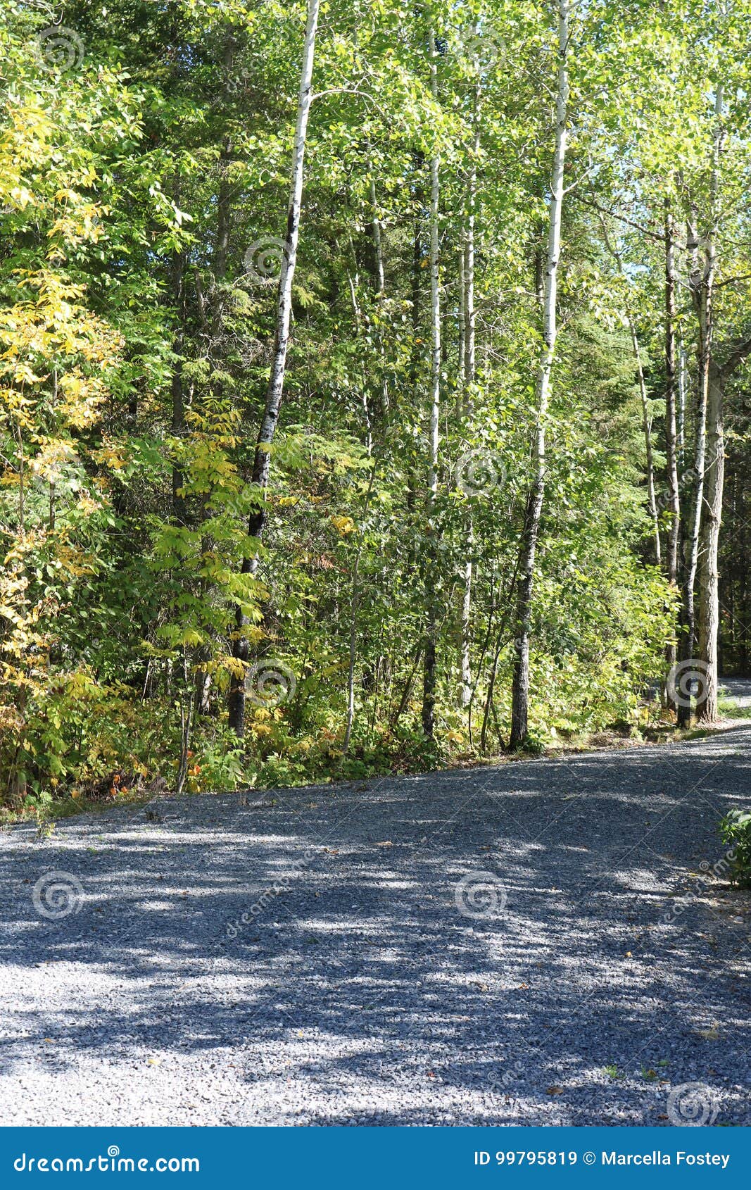 Roadside trees stock image. Image of roadside, woods - 99795819