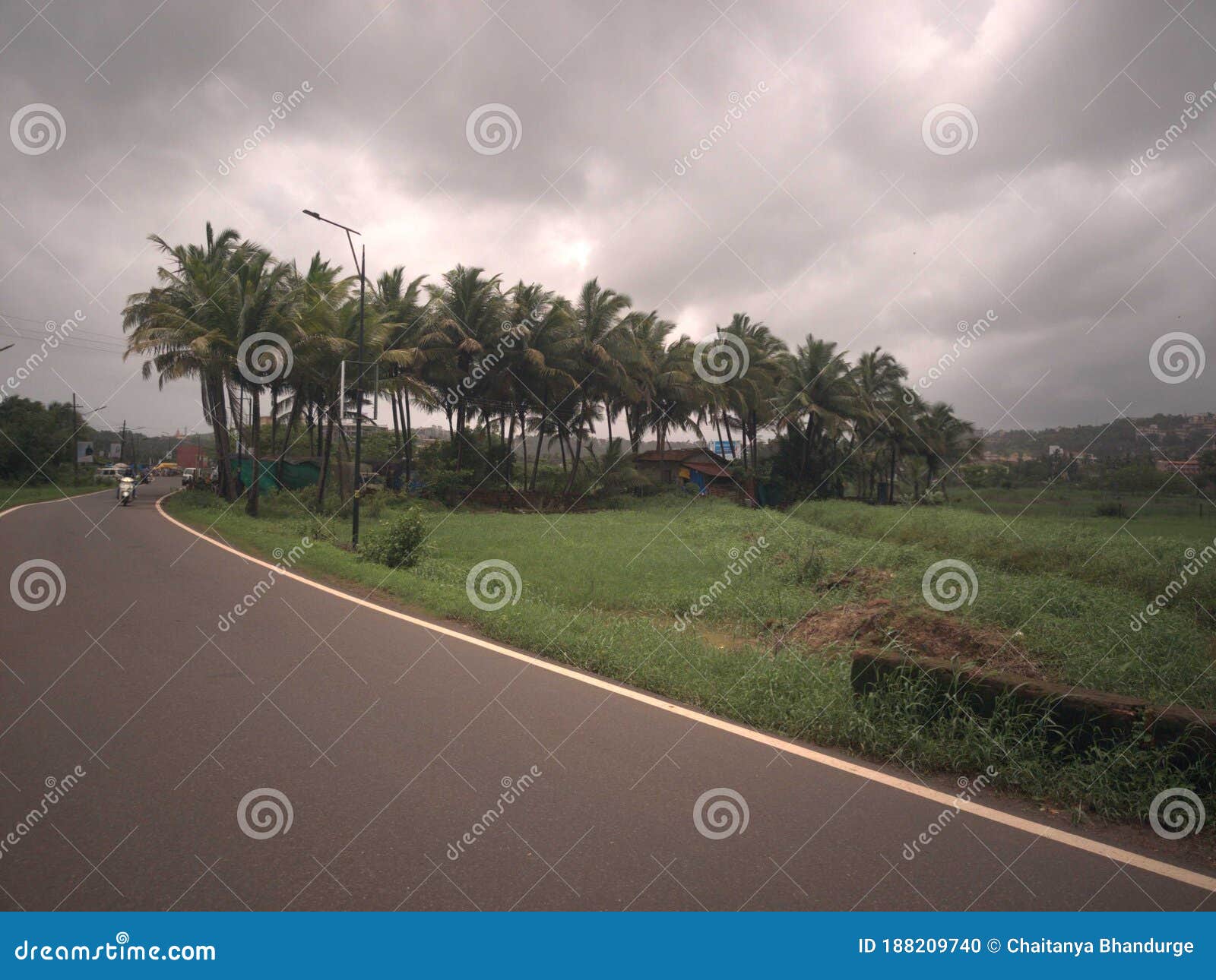 A Roadside View of Coconut Palm Trees Plantation Farm. Stock Photo ...