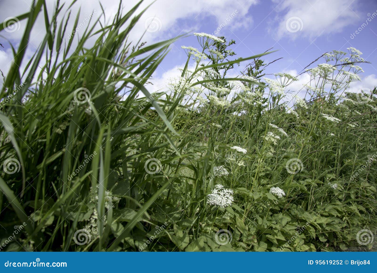 Roadside weed stock photo. Image of light, summer, countryside - 95619252