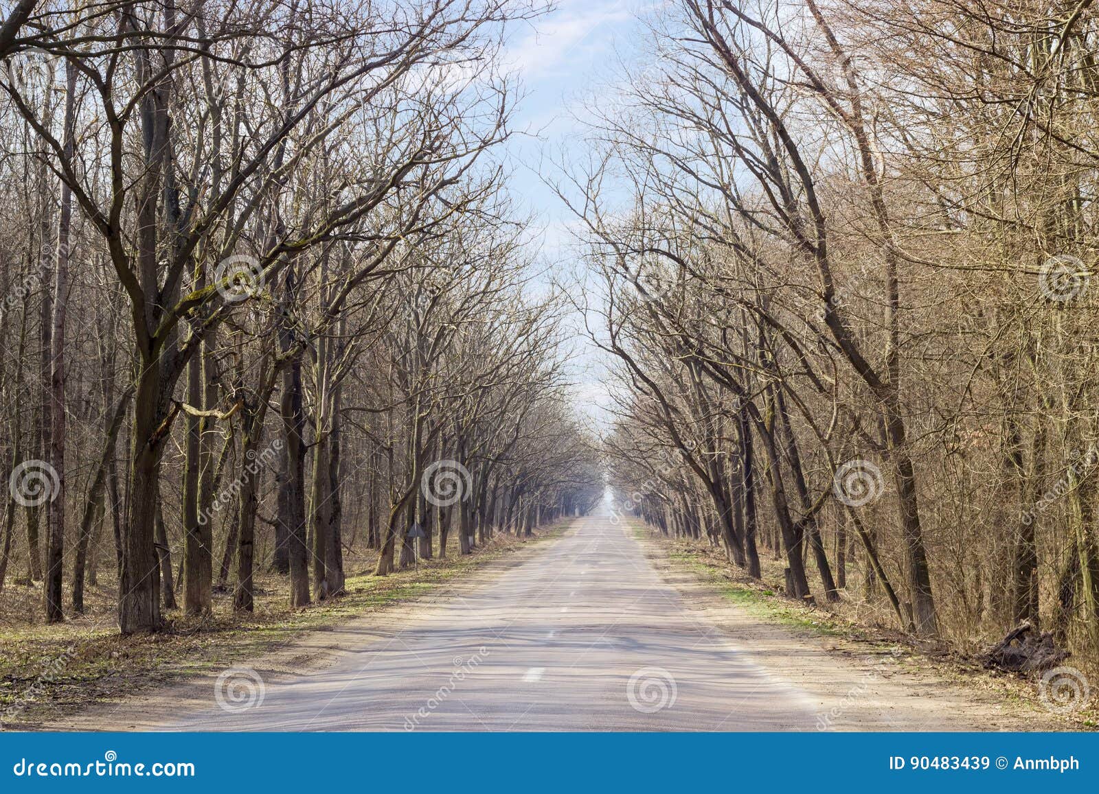 Roadway in the Forest at Early Spring Stock Image - Image of shadows ...