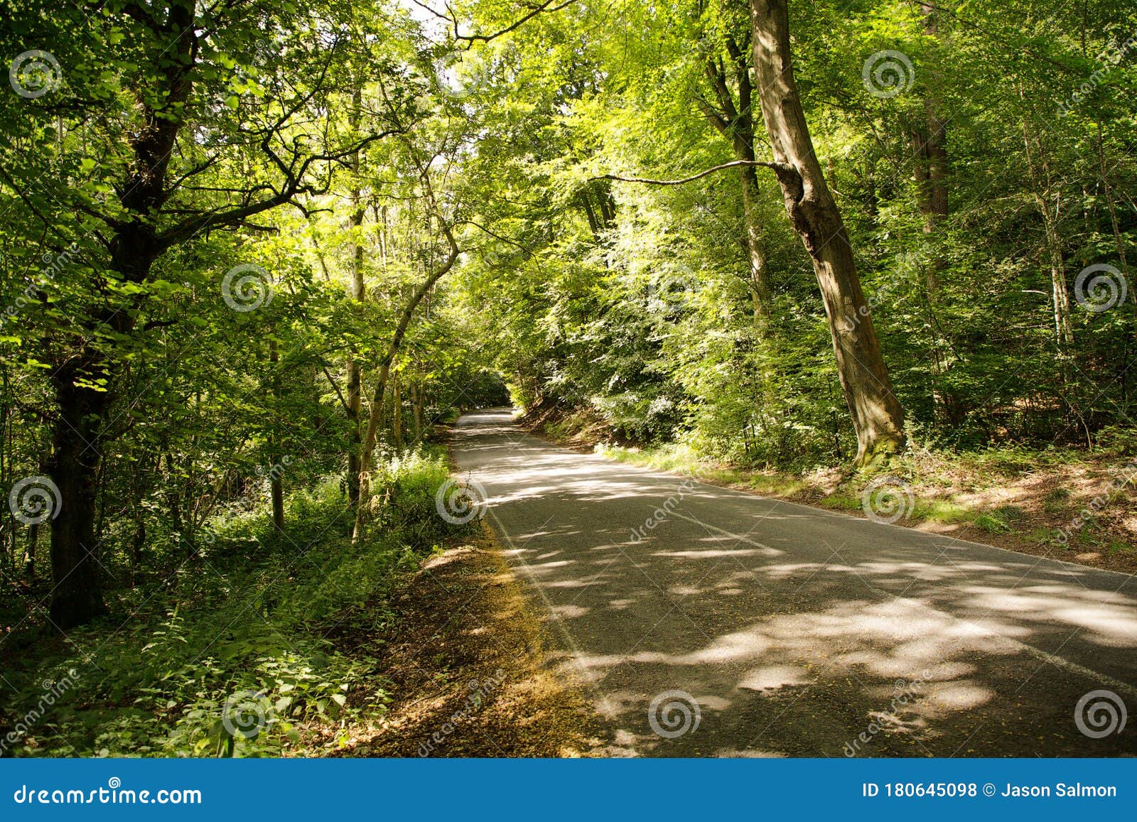 Roadway Going through a Forest Stock Photo - Image of country, journey ...