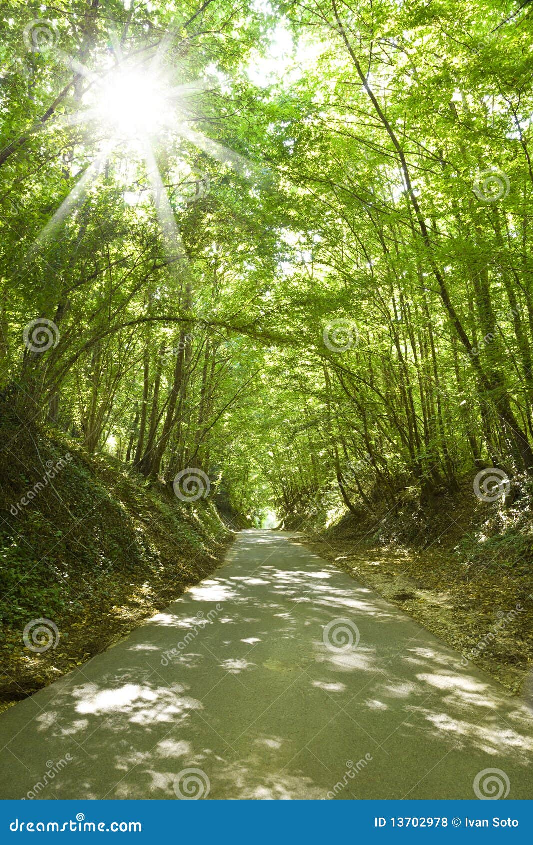 Roadway Trough a Crowded Forest Stock Photo - Image of forest, tree ...