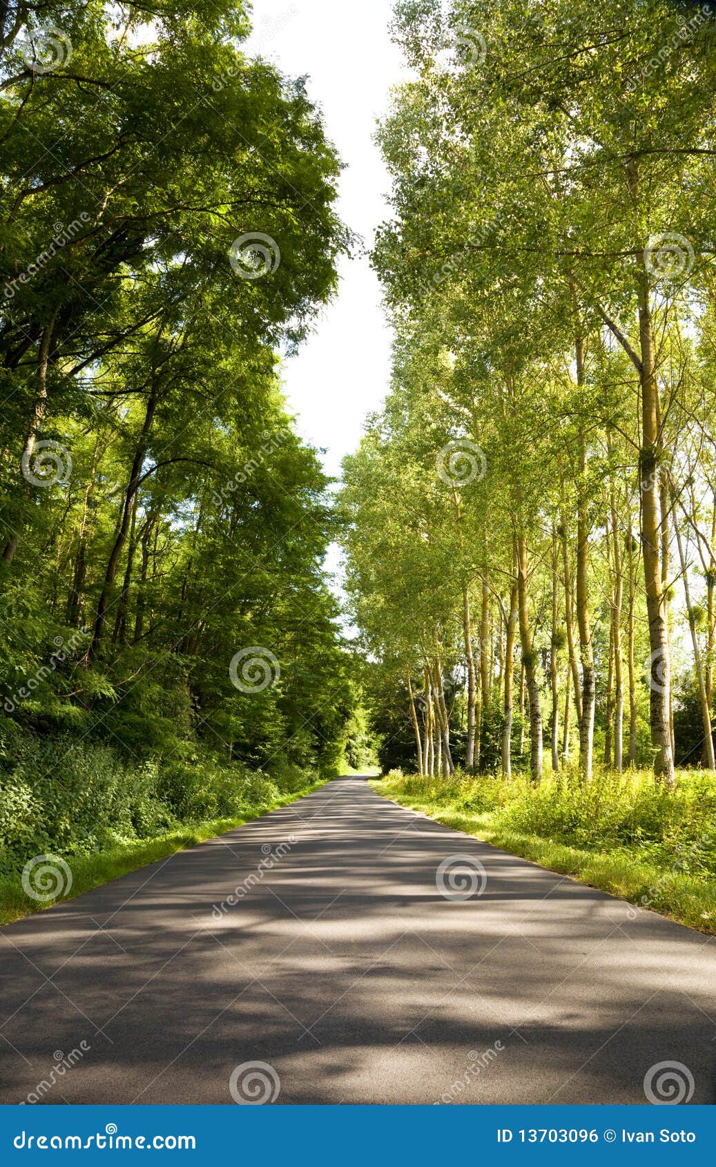 Roadway Trough A Crowded Forest Picture. Image: 13703096