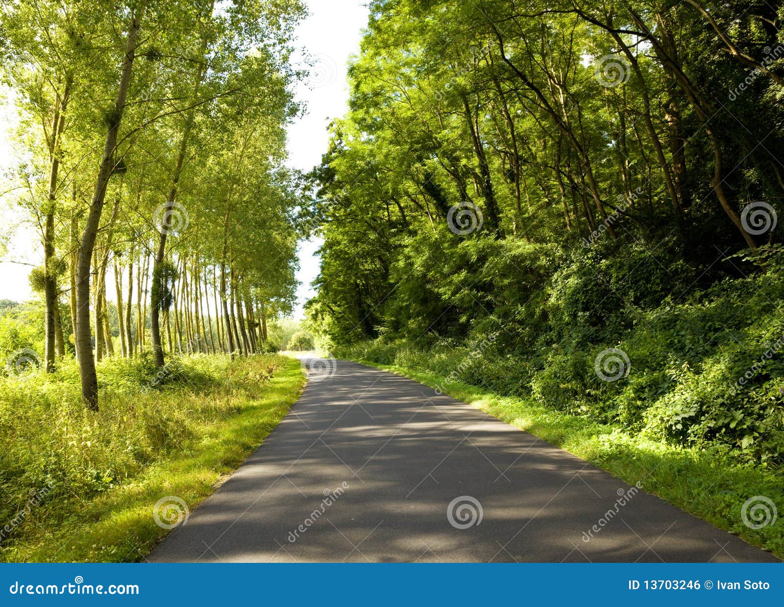 Roadway Trough a Crowded Forest Stock Photo - Image of highway, roadway ...