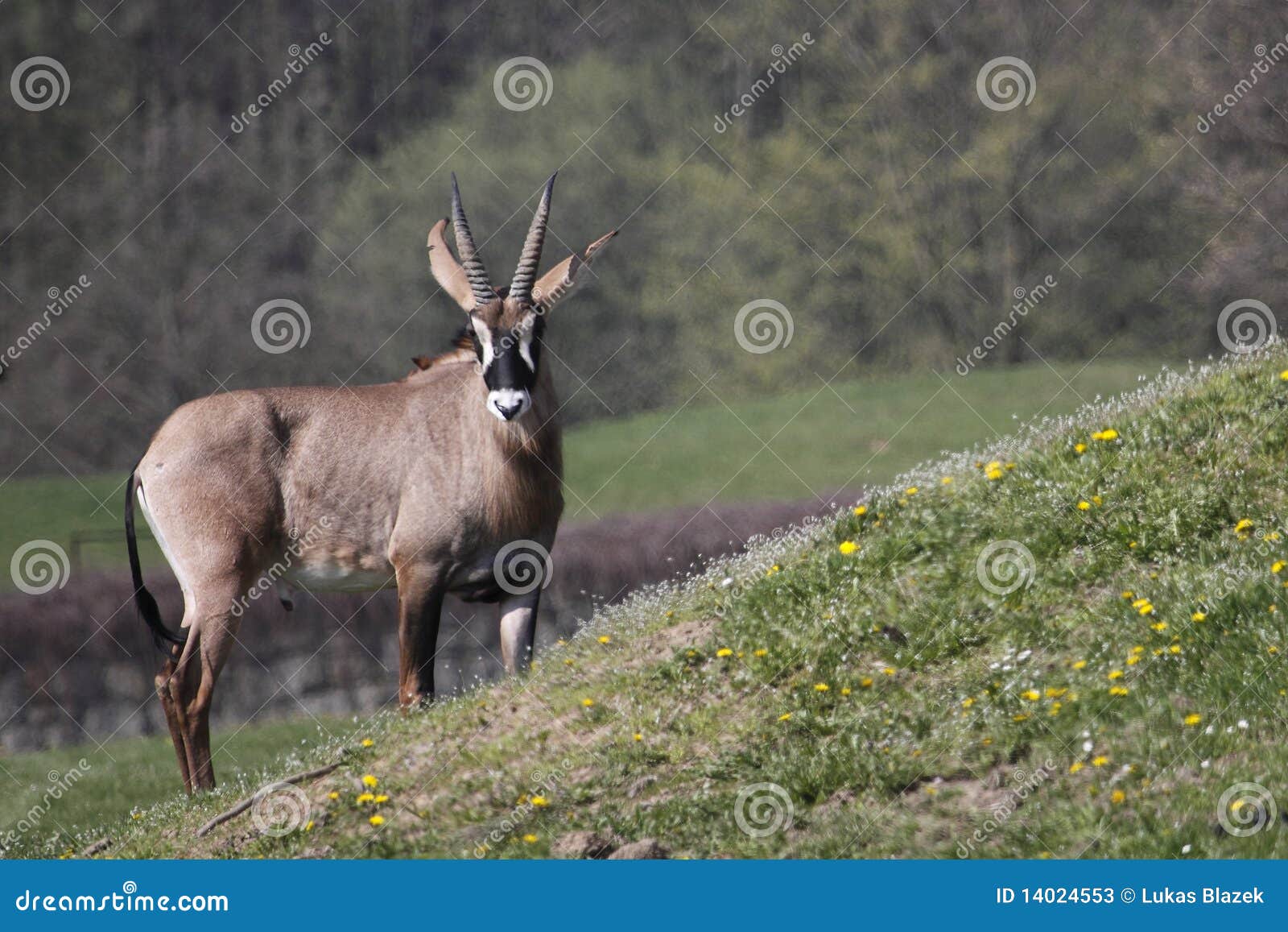 Roan antelope stock image. Image of meadow, animal, spring - 14024553