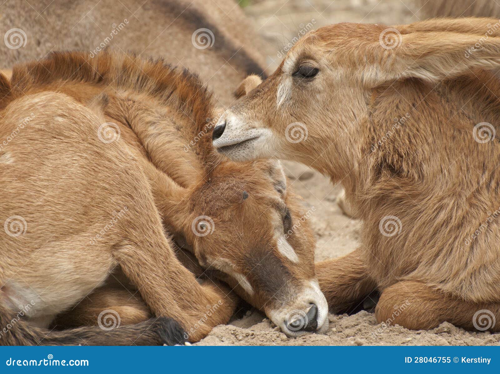 Roan antelope stock image. Image of outdoor, nature, africa - 28046755